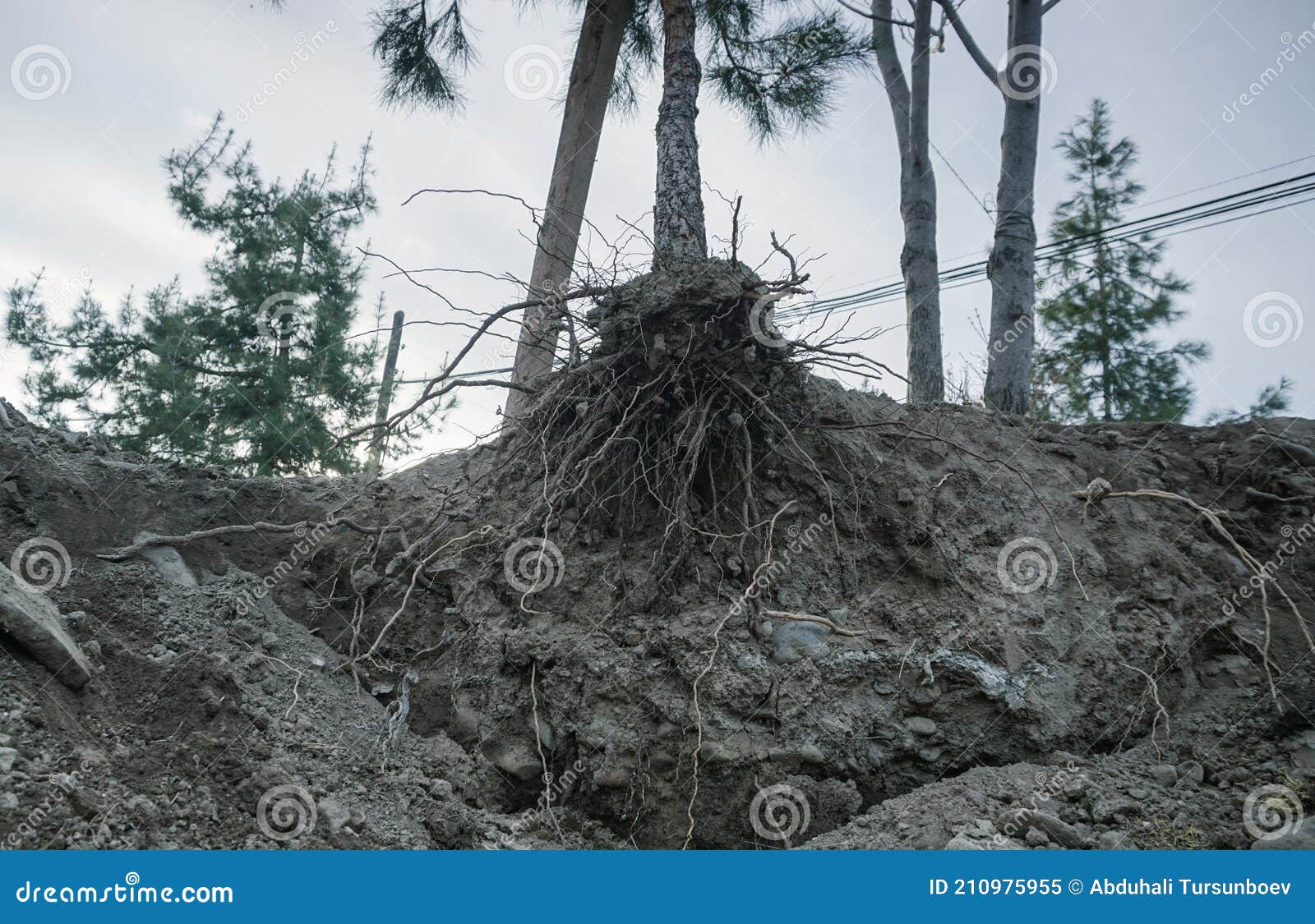 A tree with open roots stock image. Image of damage - 210975955