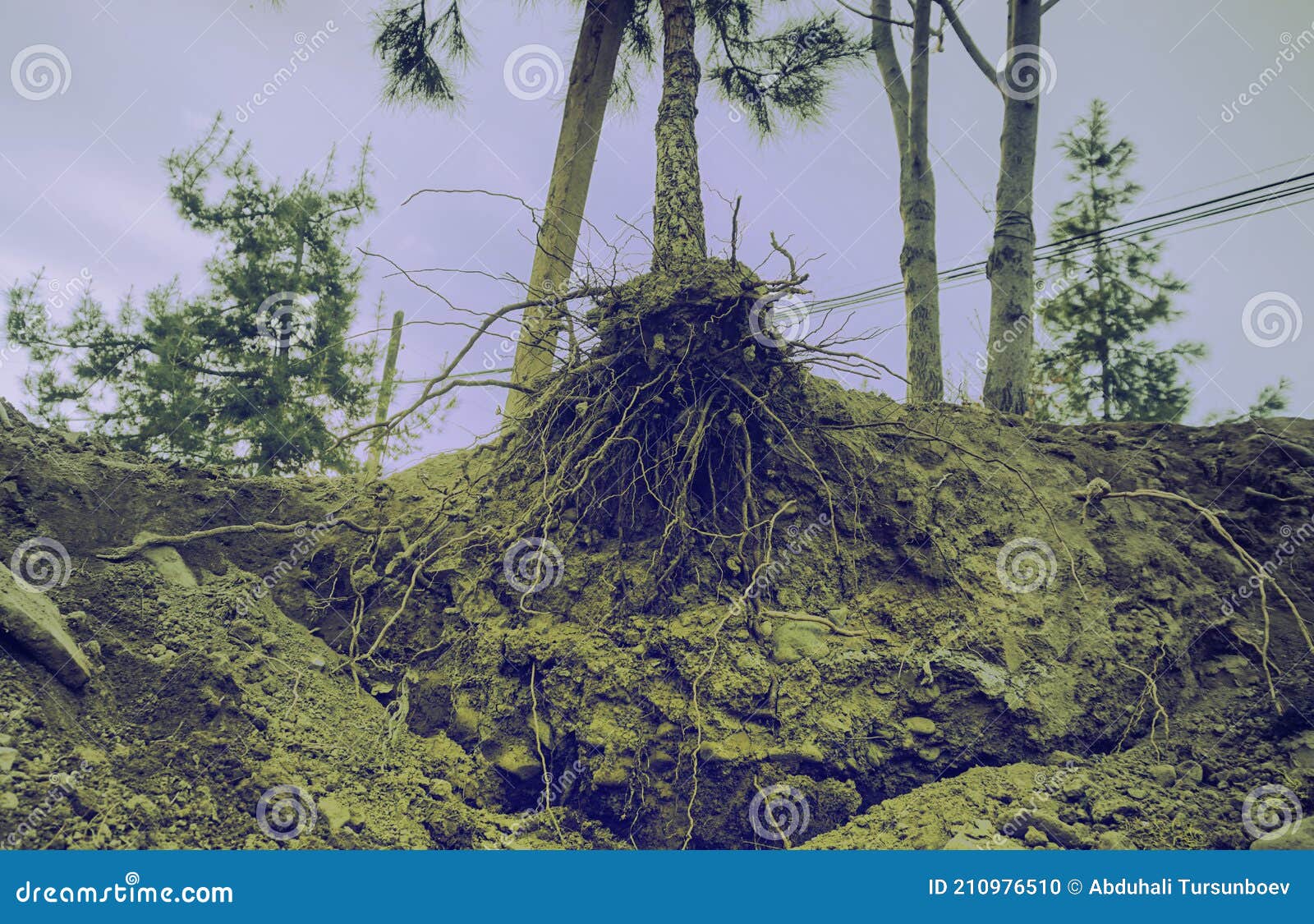A tree with open roots stock photo. Image of landscape - 210976510