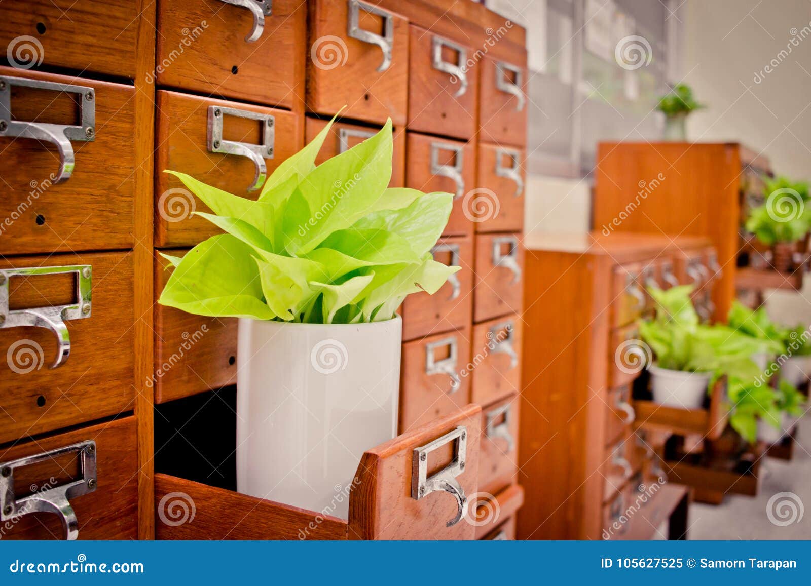 Tree on Open Wooden Cabinet Boxes in Library or Filing Archive R Stock ...