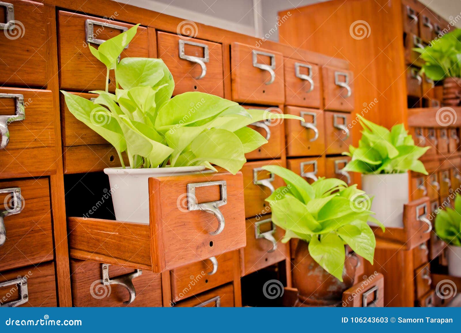 Tree on Open Wooden Cabinet Boxes in Library or Filing Archive R Stock ...