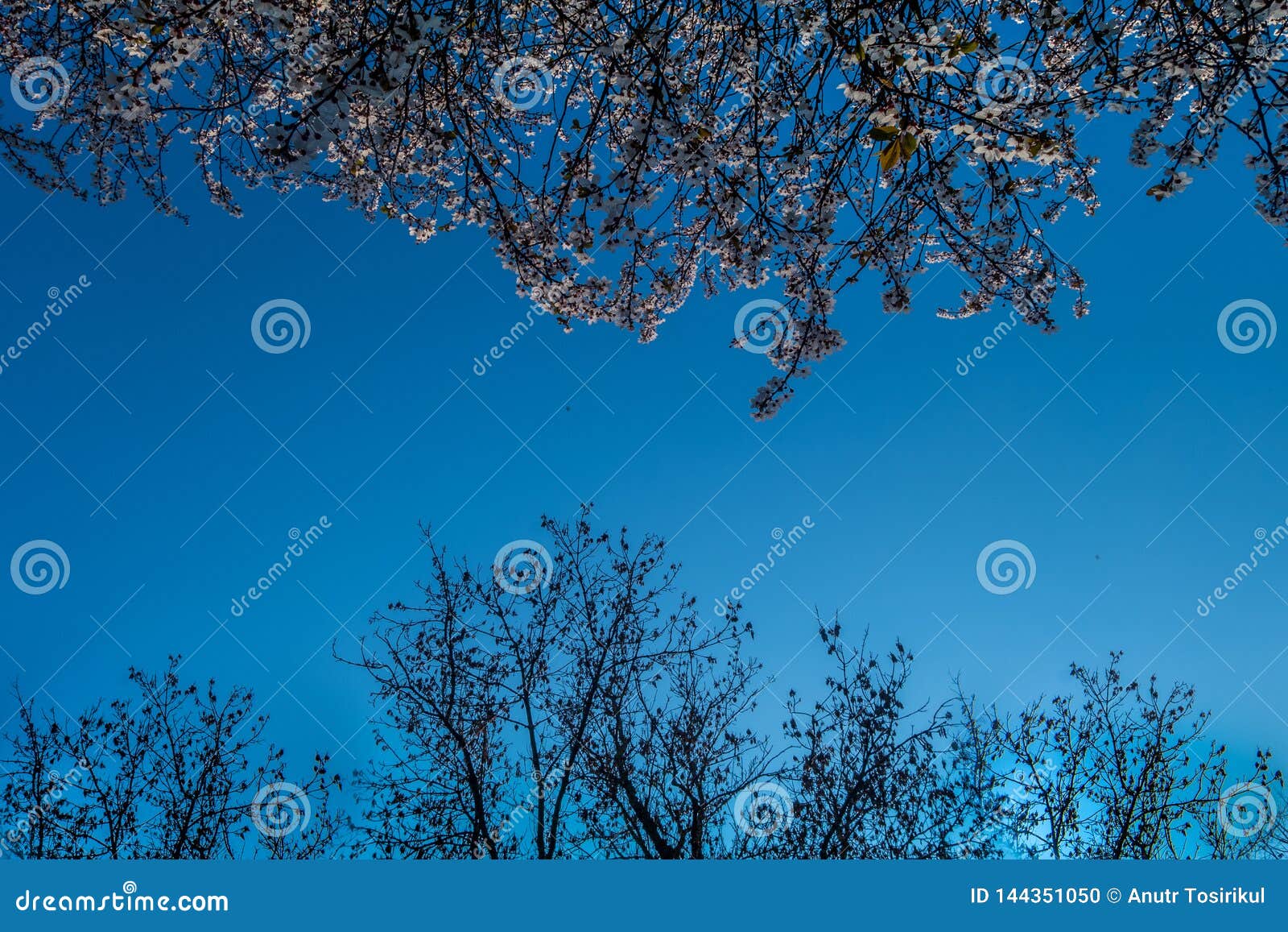 The Tree Opposite the Blue Sky, the Details of the Branches that are ...