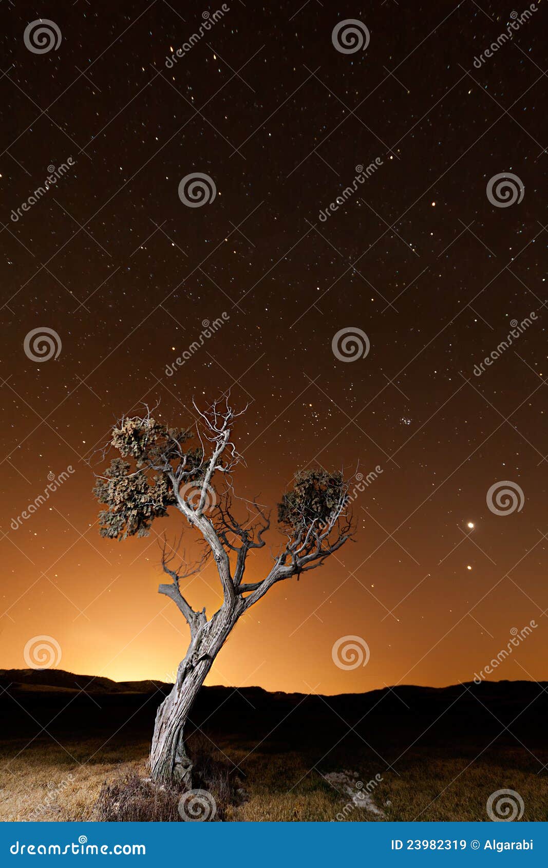 69,610 Dusk Tree Sky Orange Stock Photos - Free & Royalty-Free Stock ...