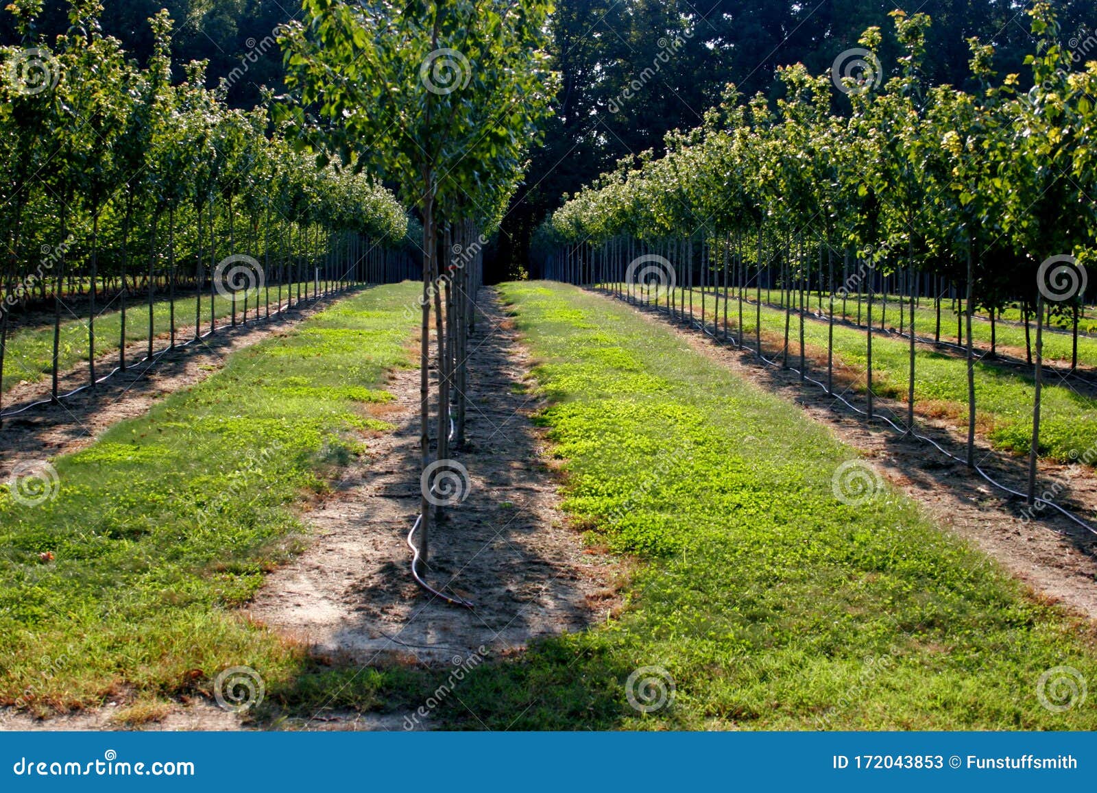A Grove of Young Trees in Rows Stock Image - Image of arbor ...