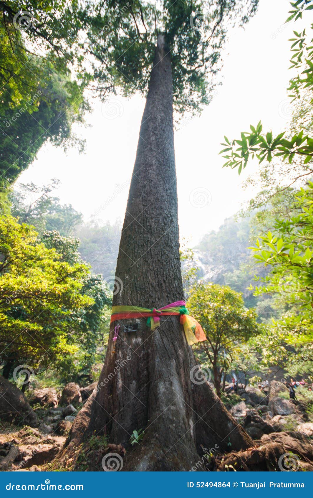 Tree Ordination, Robe Of Buddhist Monk Wrap Around Tree Trunk. Ceremony ...
