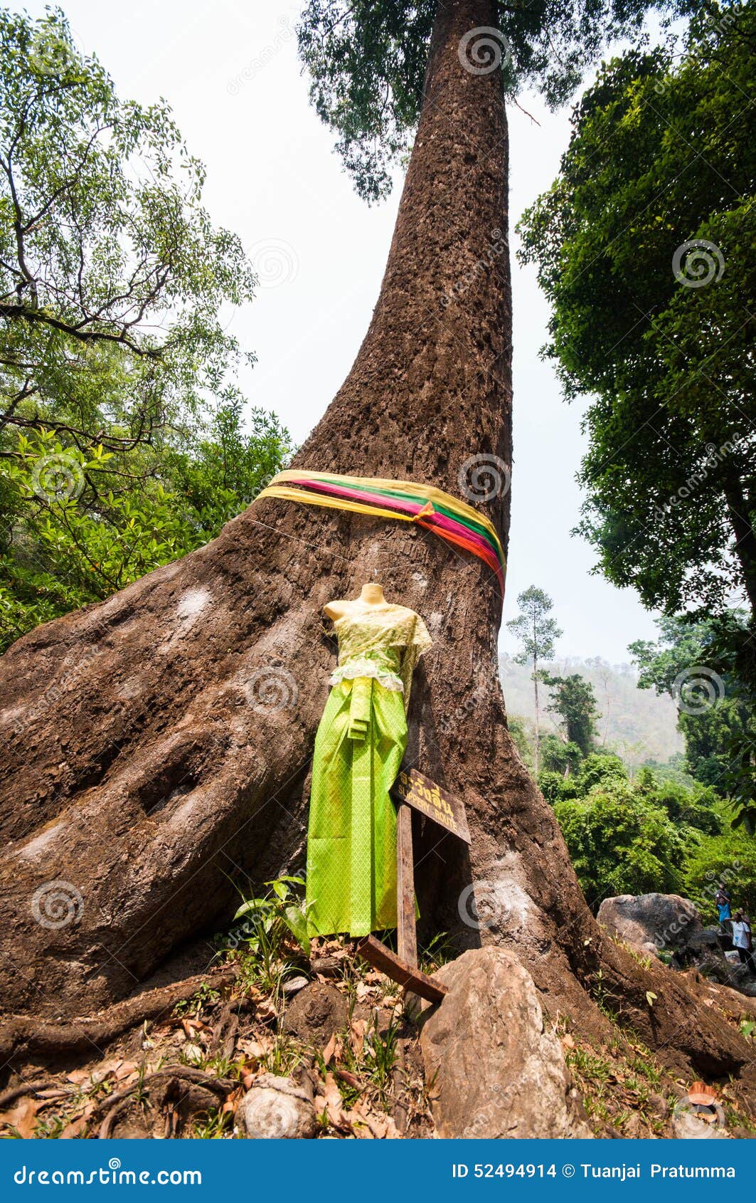 Tree Ordination, Robe Of Buddhist Monk Wrap Around Tree Trunk. Ceremony ...