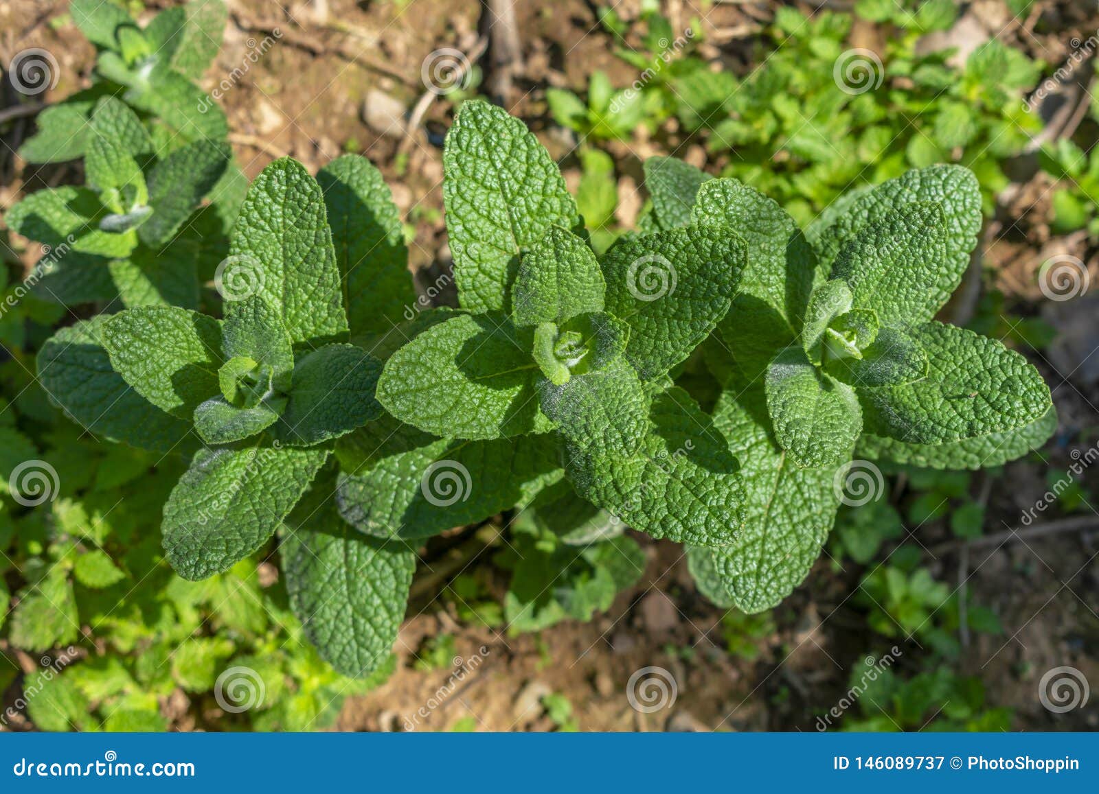 Tree Organic Bio Mint Plants Close Up Stock Image - Image of fresh ...