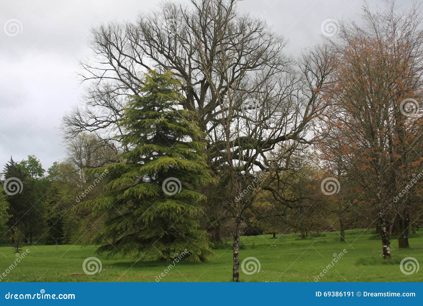 The tree with out leave stock image. Image of natuaral - 69386191
