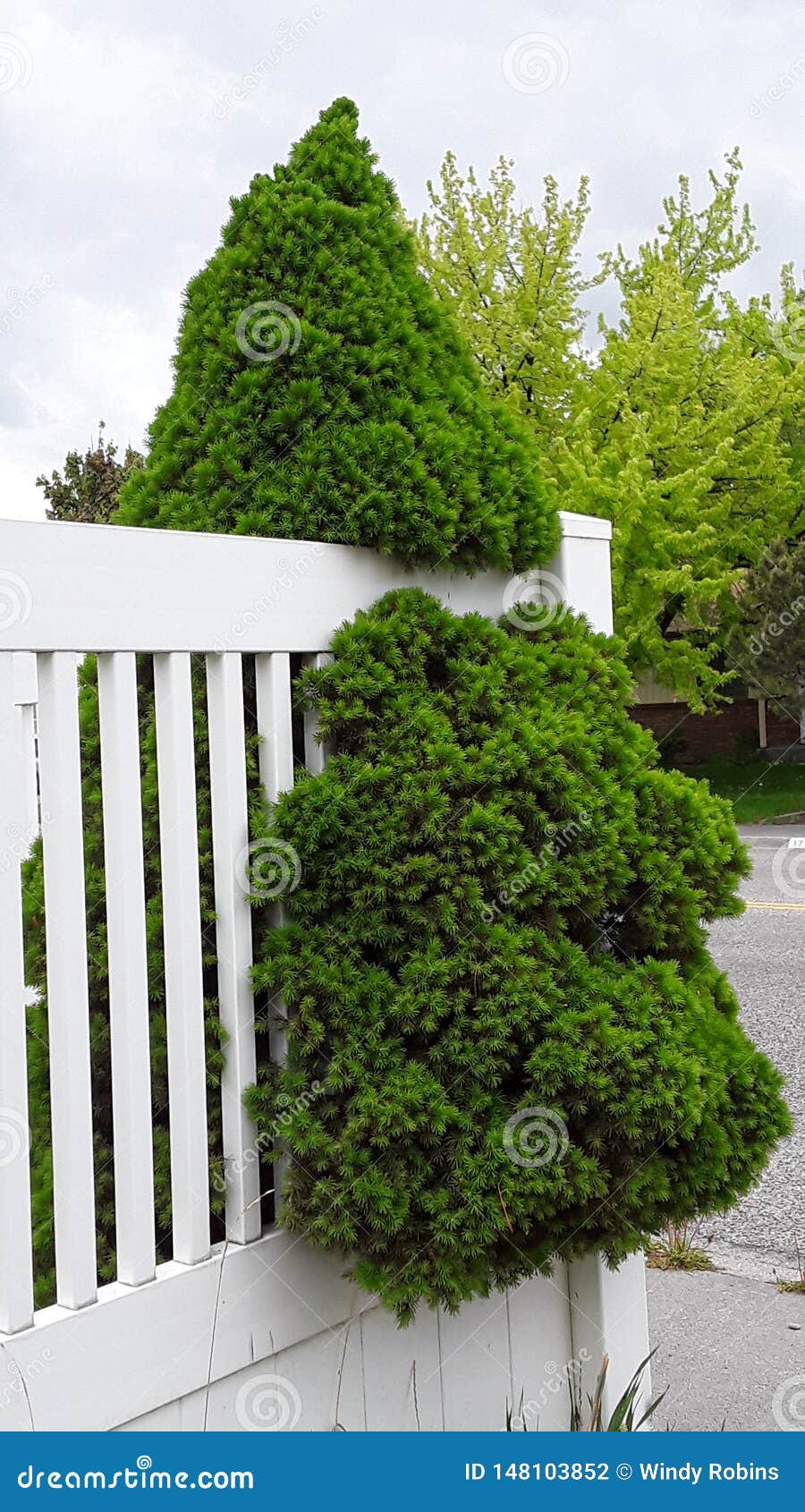 Tree outgrown stock photo. Image of outgrown, nature - 148103852