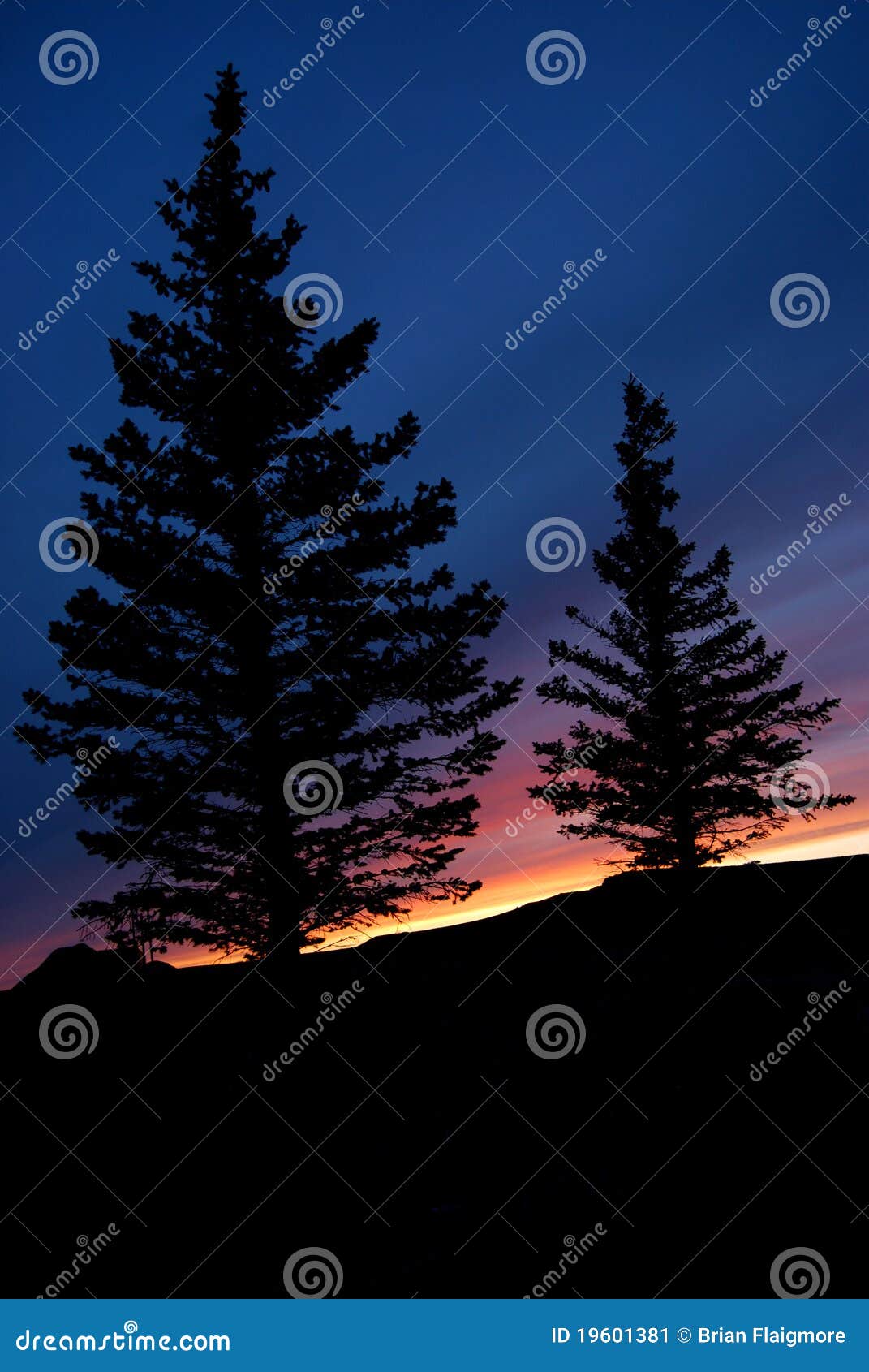 Tree Outline Sunset stock image. Image of outdoors, clean - 19601381