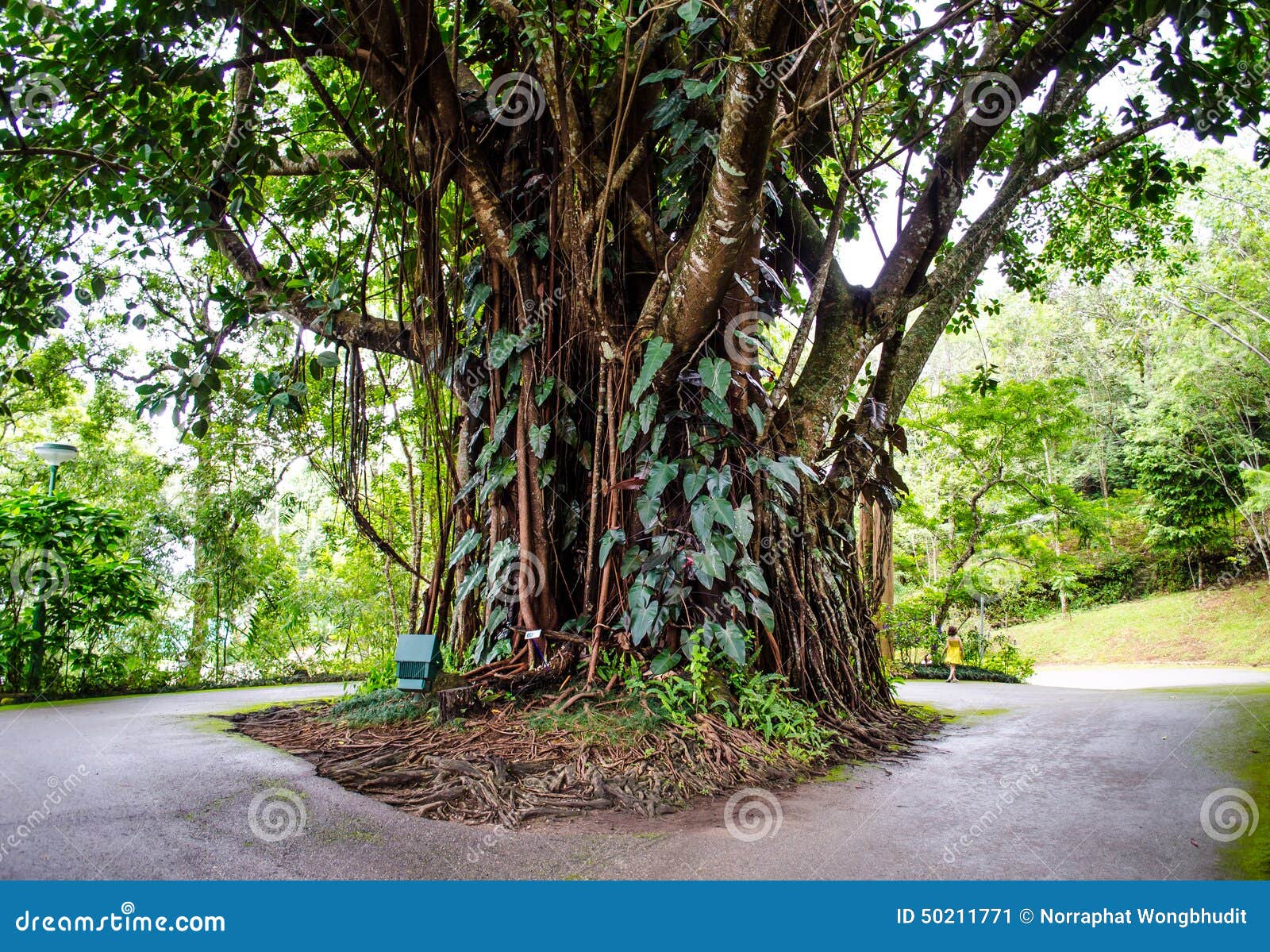 Tree with outside roots stock image. Image of flora, laos - 50211771