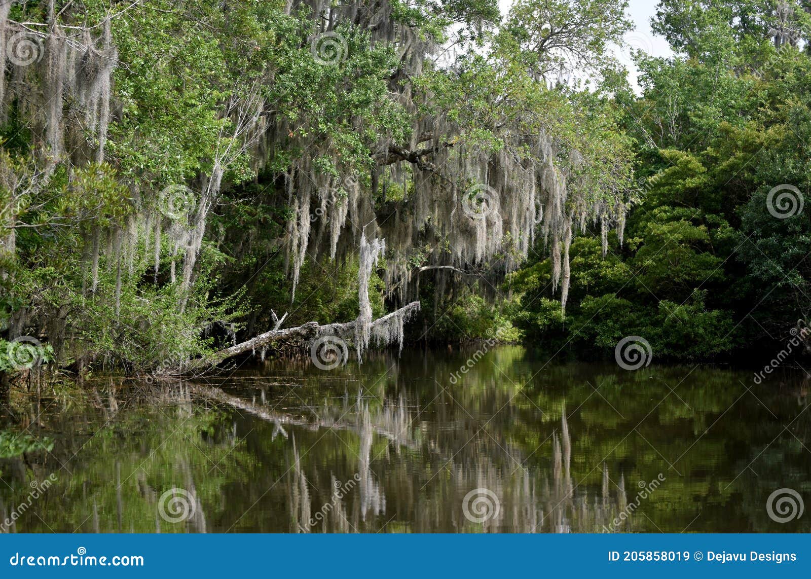 Tree Over the Bayou Dripping with Spanish Moss Stock Image - Image of ...