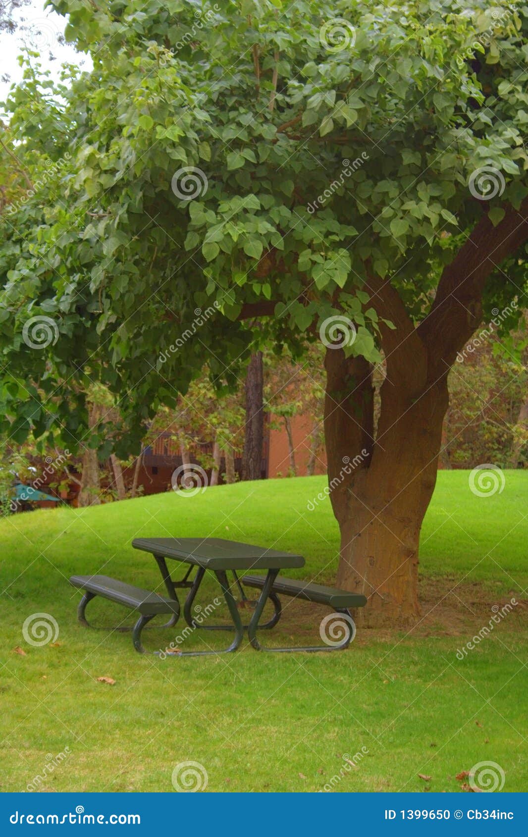 Tree over bench stock photo. Image of bench, green, autumn - 1399650