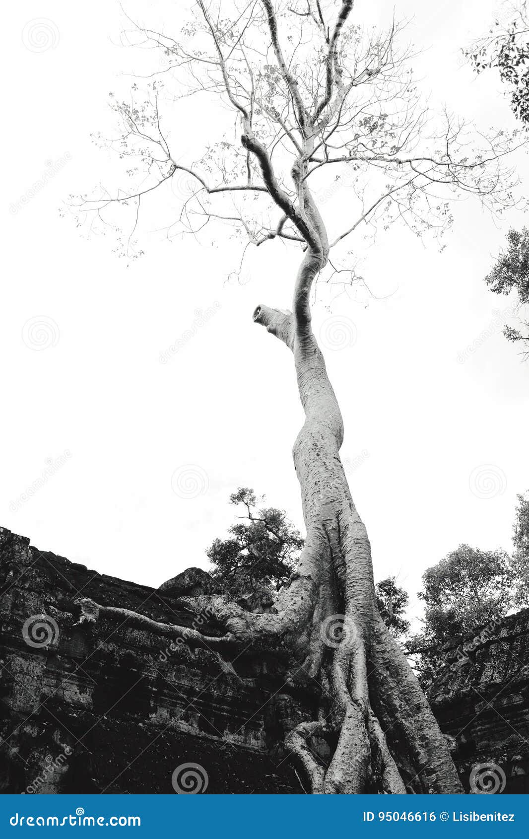 Tree over stock photo. Image of white, black, overexposed - 95046616