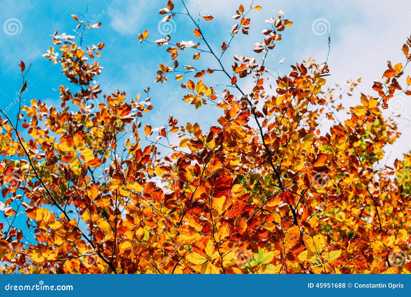 Tree over blue sky stock photo. Image of rusty, yellow - 45951688