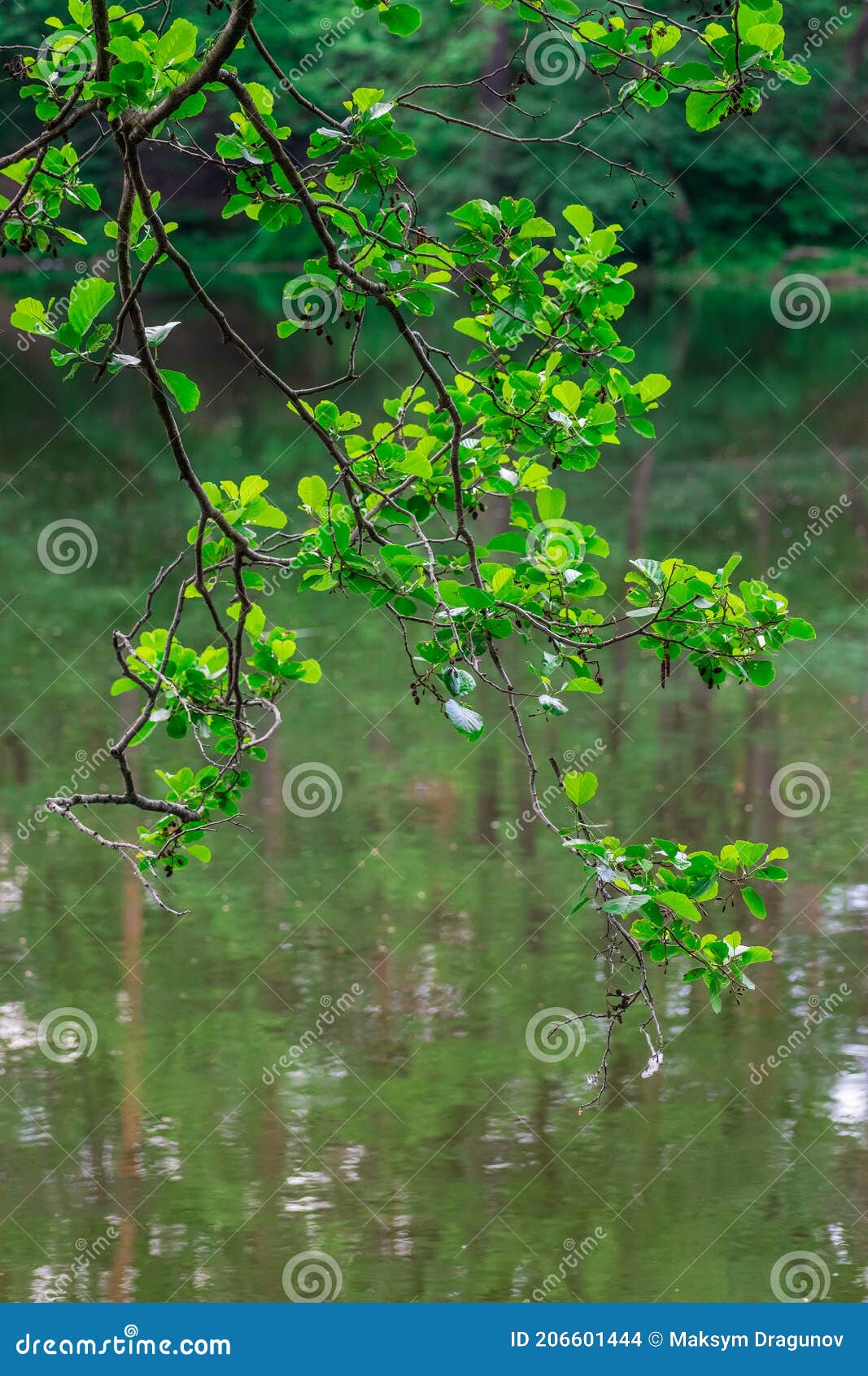Tree over the lake stock photo. Image of natural, idyllic - 206601444