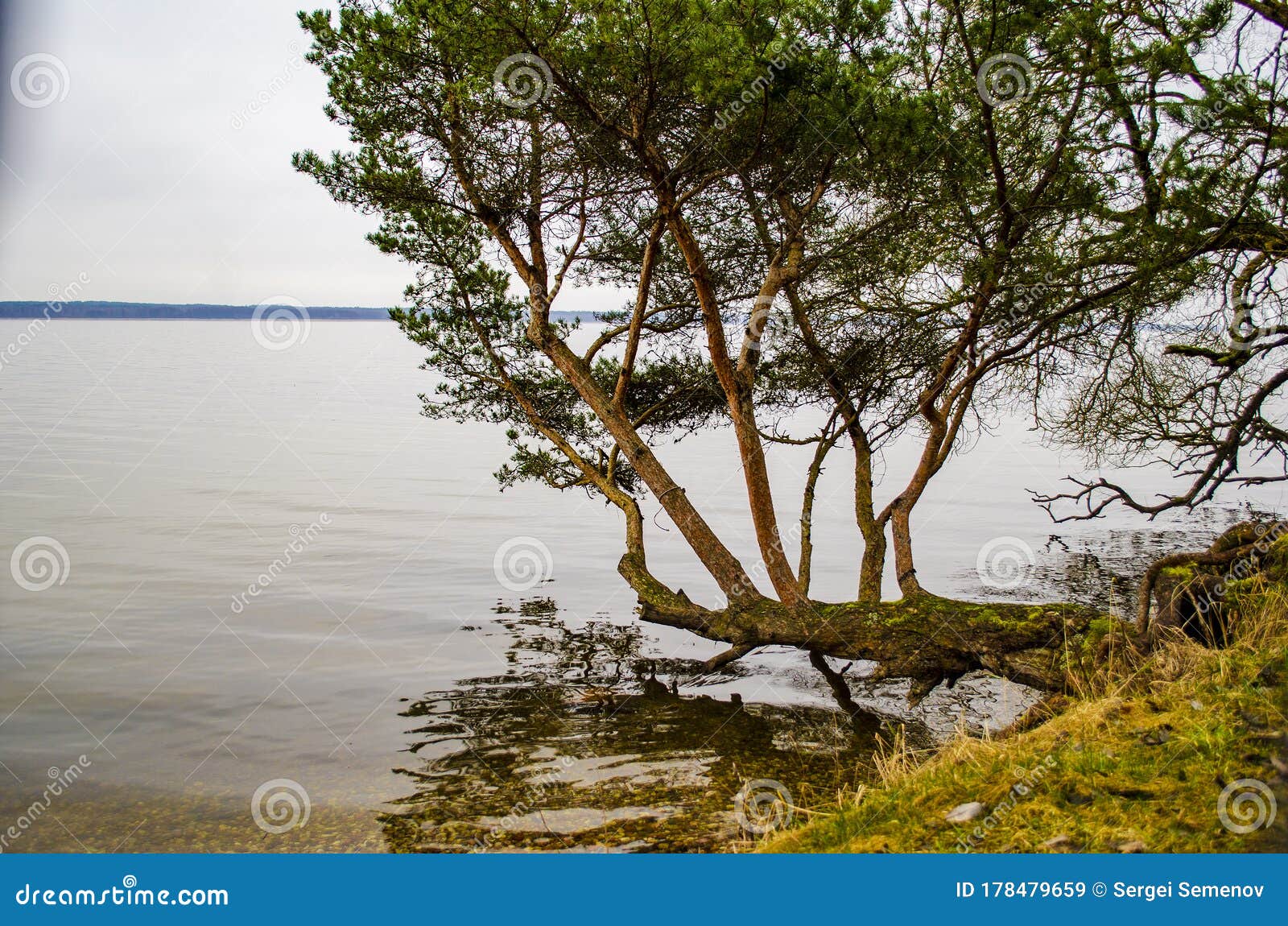Tree over the lake stock image. Image of clear, pond - 178479659