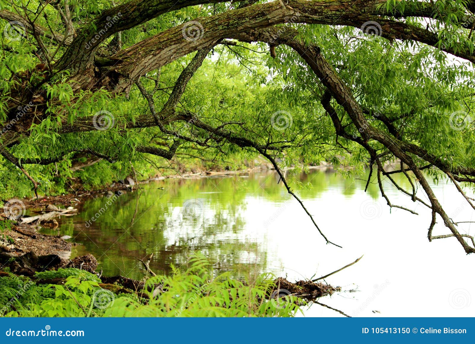 Tree Over the Lake in Spring. Stock Photo - Image of beauty, tree ...
