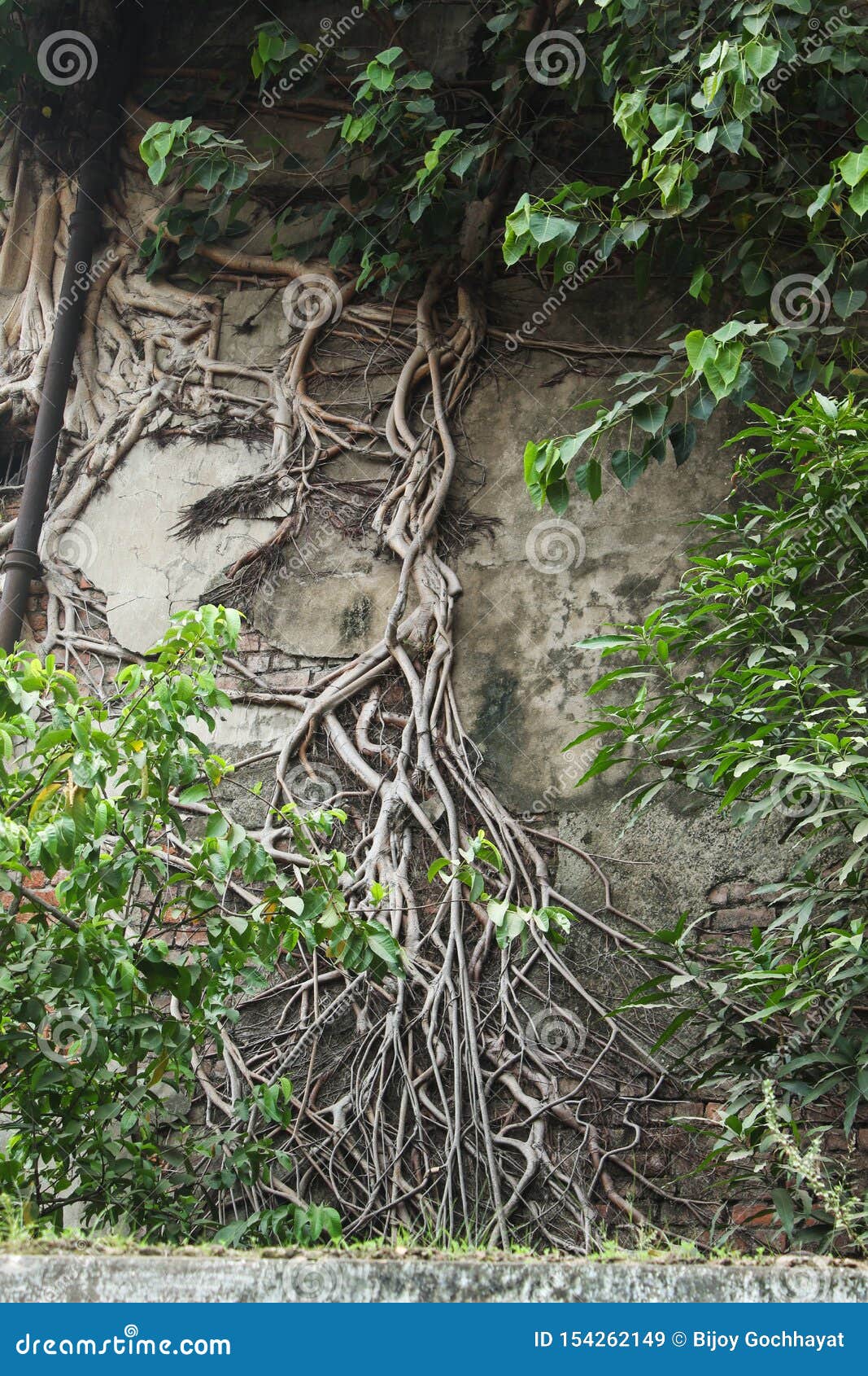 Tree is Over the Old Brick Wall Stock Image - Image of aged, building ...