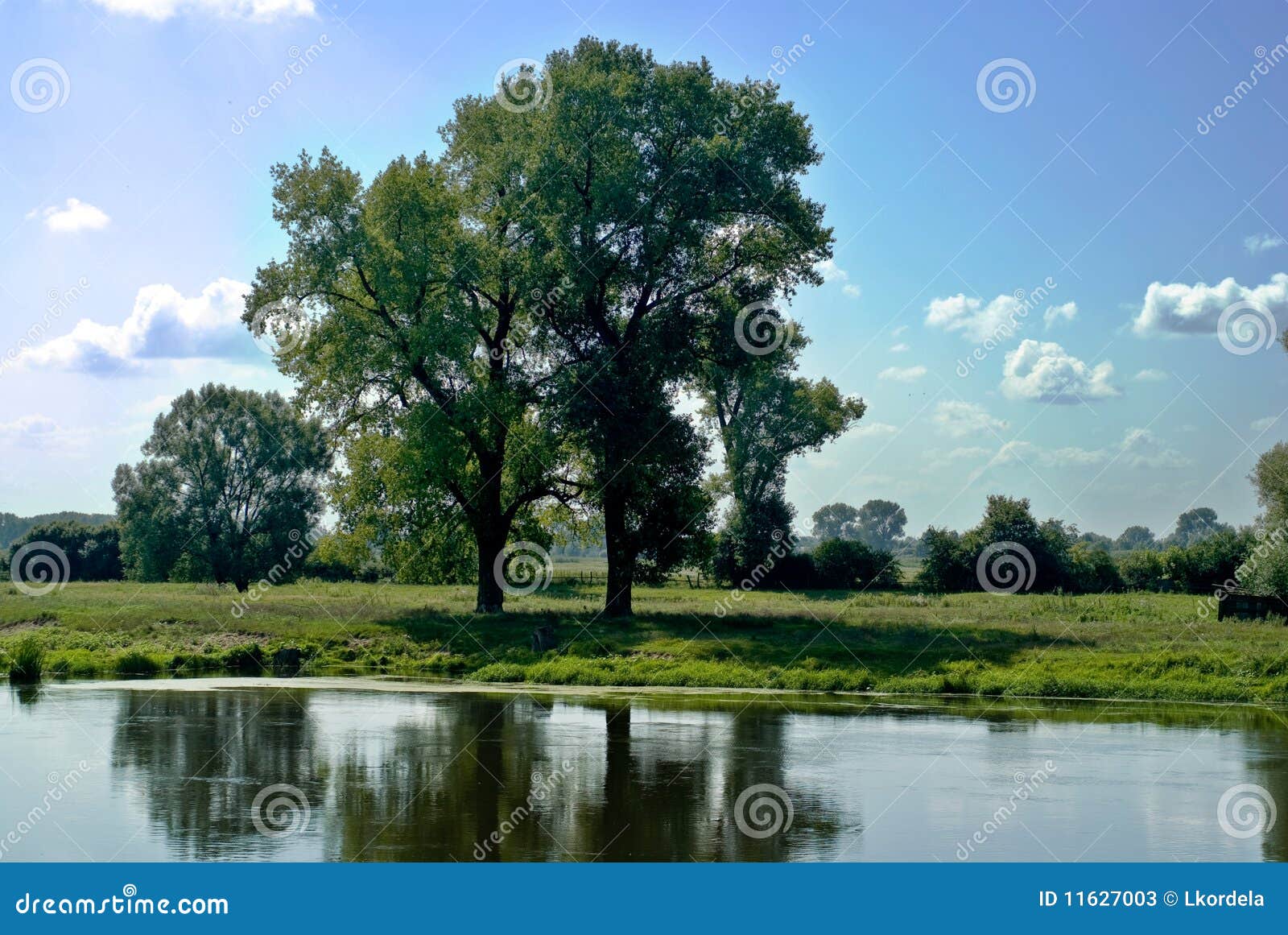 Tree over the river stock image. Image of natural, peace - 11627003