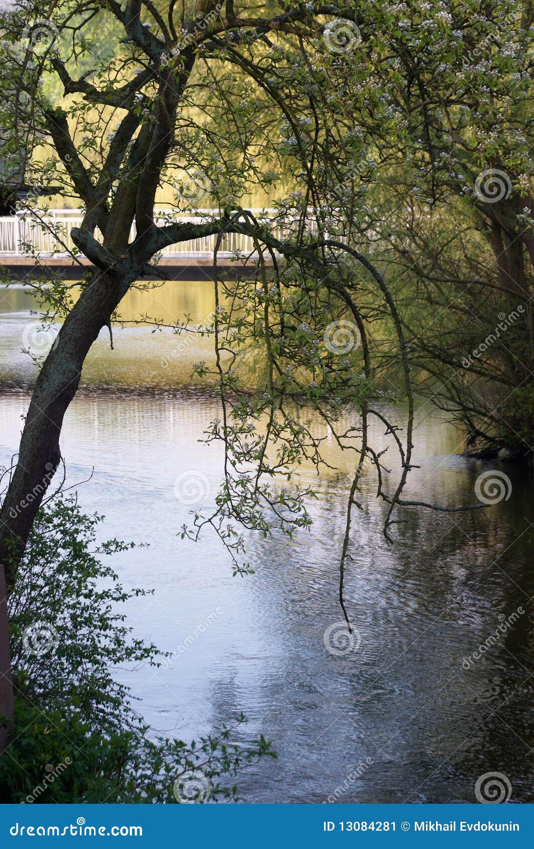 Tree over the river stock image. Image of river, reflection - 13084281