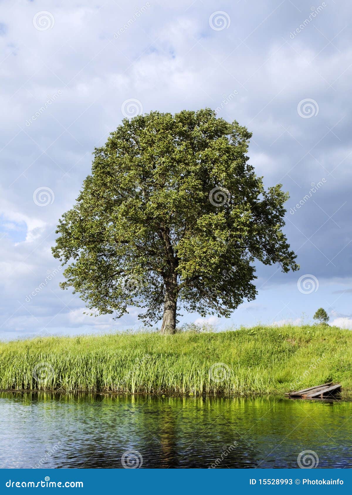Tree over river stock image. Image of ecology, river - 15528993