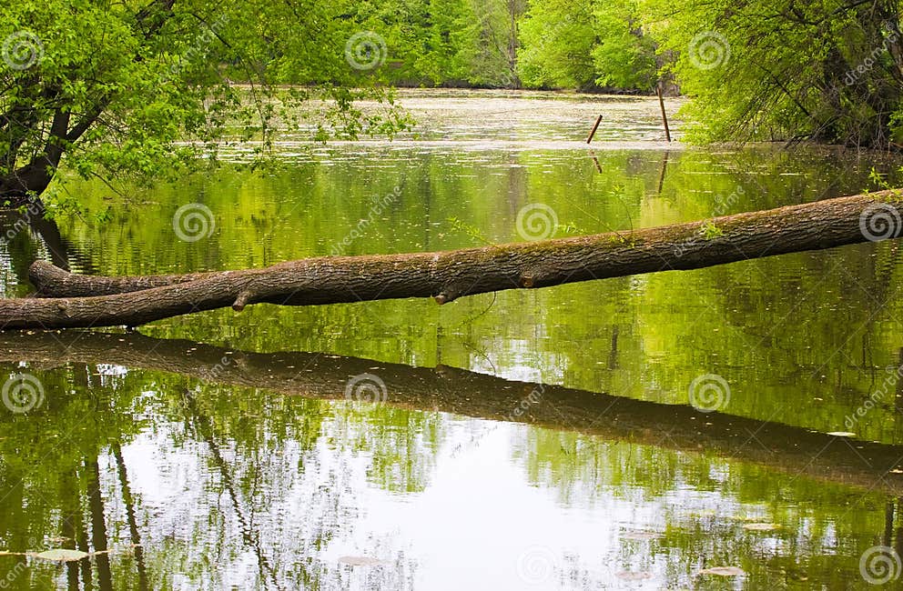 Tree over the river stock photo. Image of nature, green - 8890498