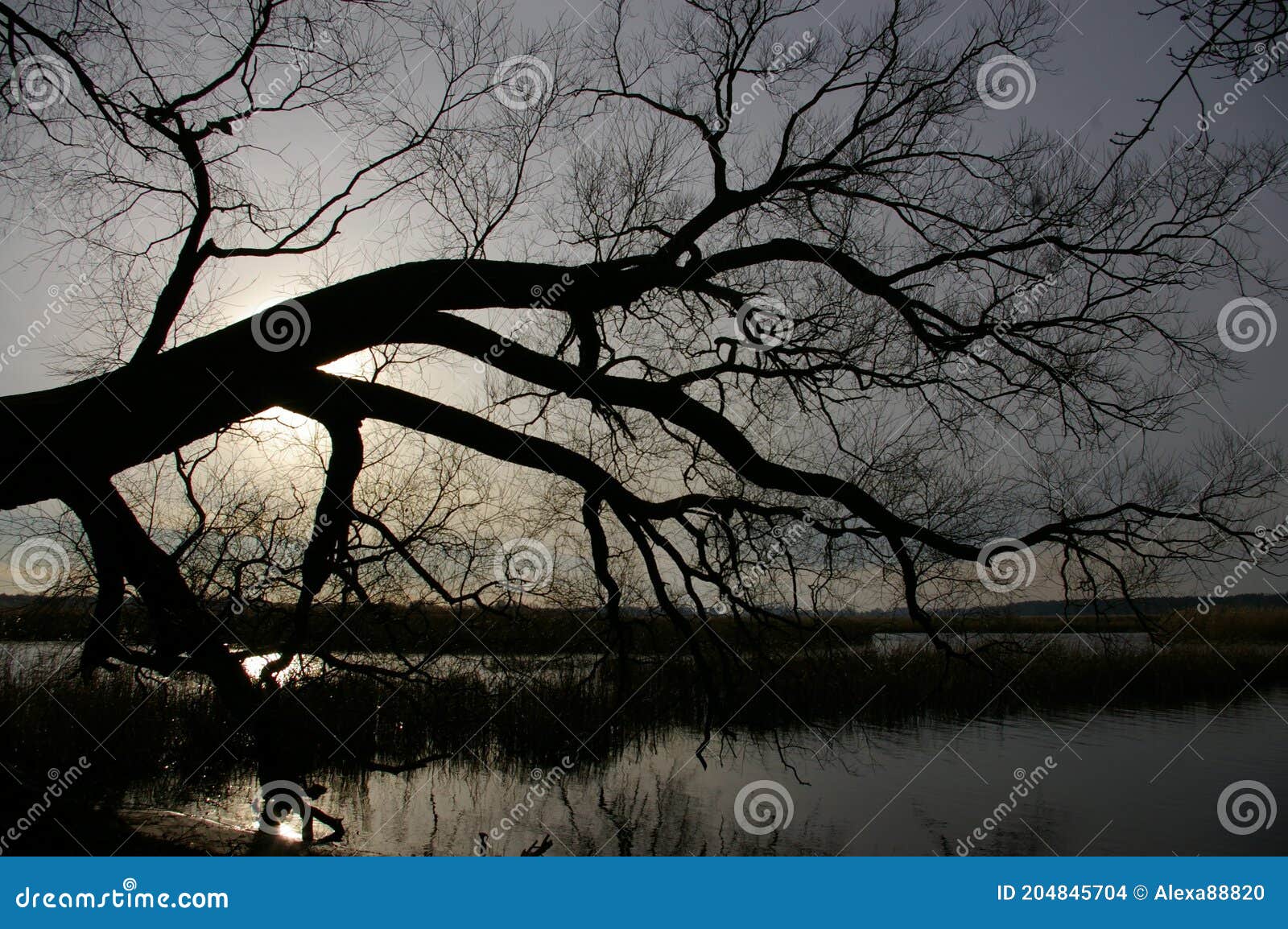 Tree over the river stock photo. Image of river, flower - 204845704