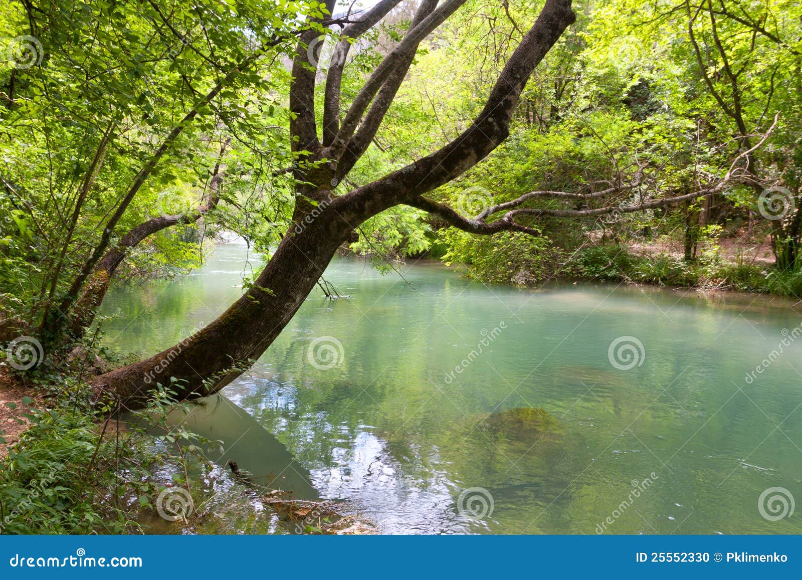 Tree over river in forest stock photo. Image of green - 25552330