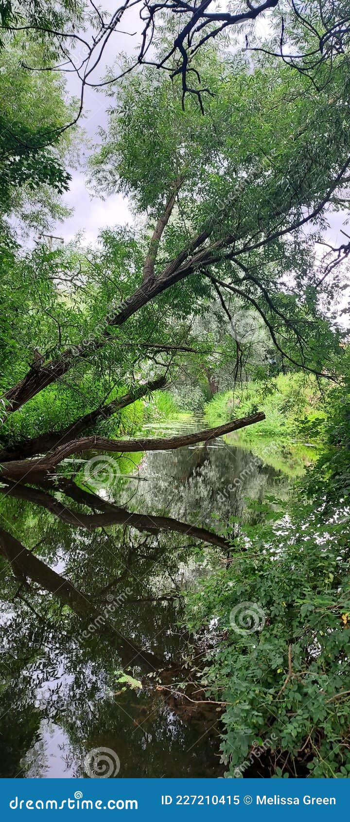 Tree Over River Water Green Reflection Stock Image - Image of nature ...