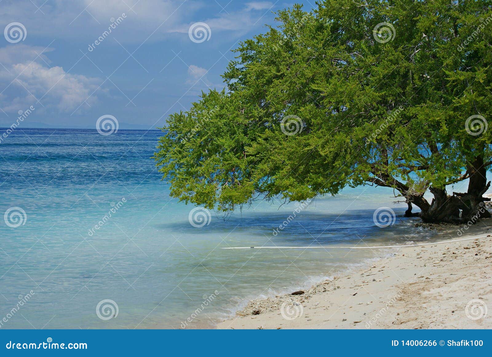 Tree Over Seawater stock photo. Image of beach, water - 14006266
