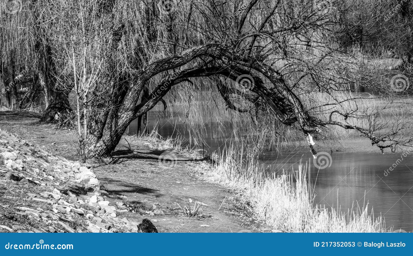 Tree Over Speech, Irregular Tree, Meanders of Nature Stock Image ...