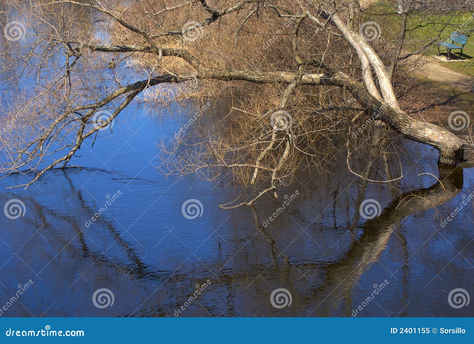 Tree over the water stock image. Image of trees, park - 2401155