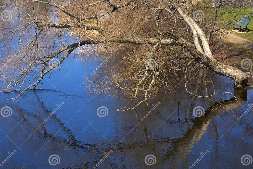 Tree over the water stock image. Image of trees, park - 2401155