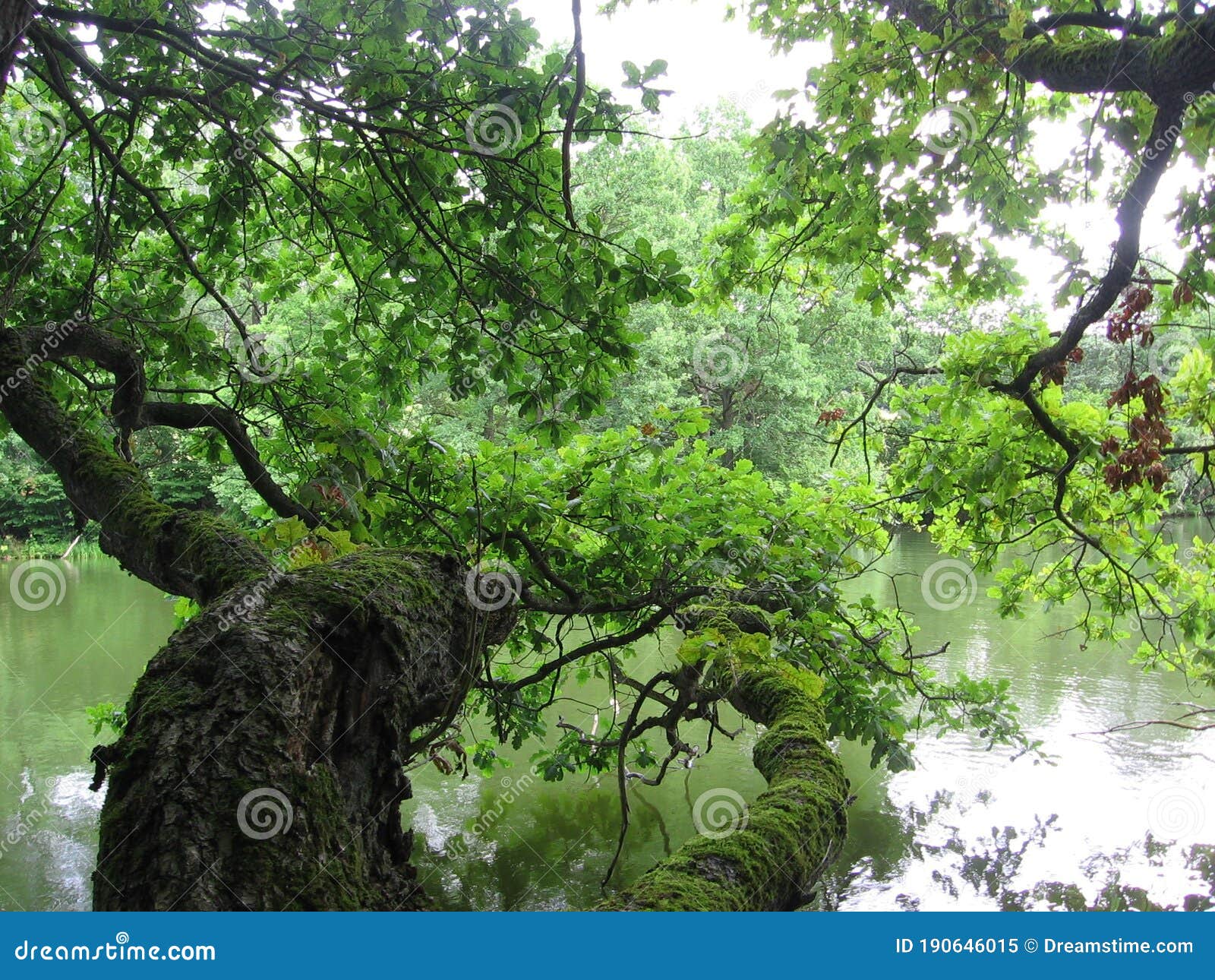 The tree over the water stock image. Image of forest - 190646015