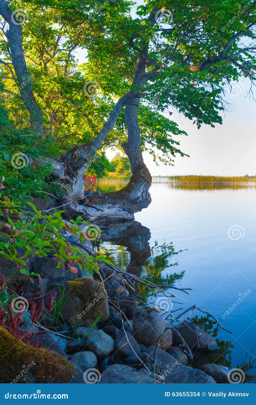 Tree over the water stock photo. Image of lagoon, tranquil - 63655354
