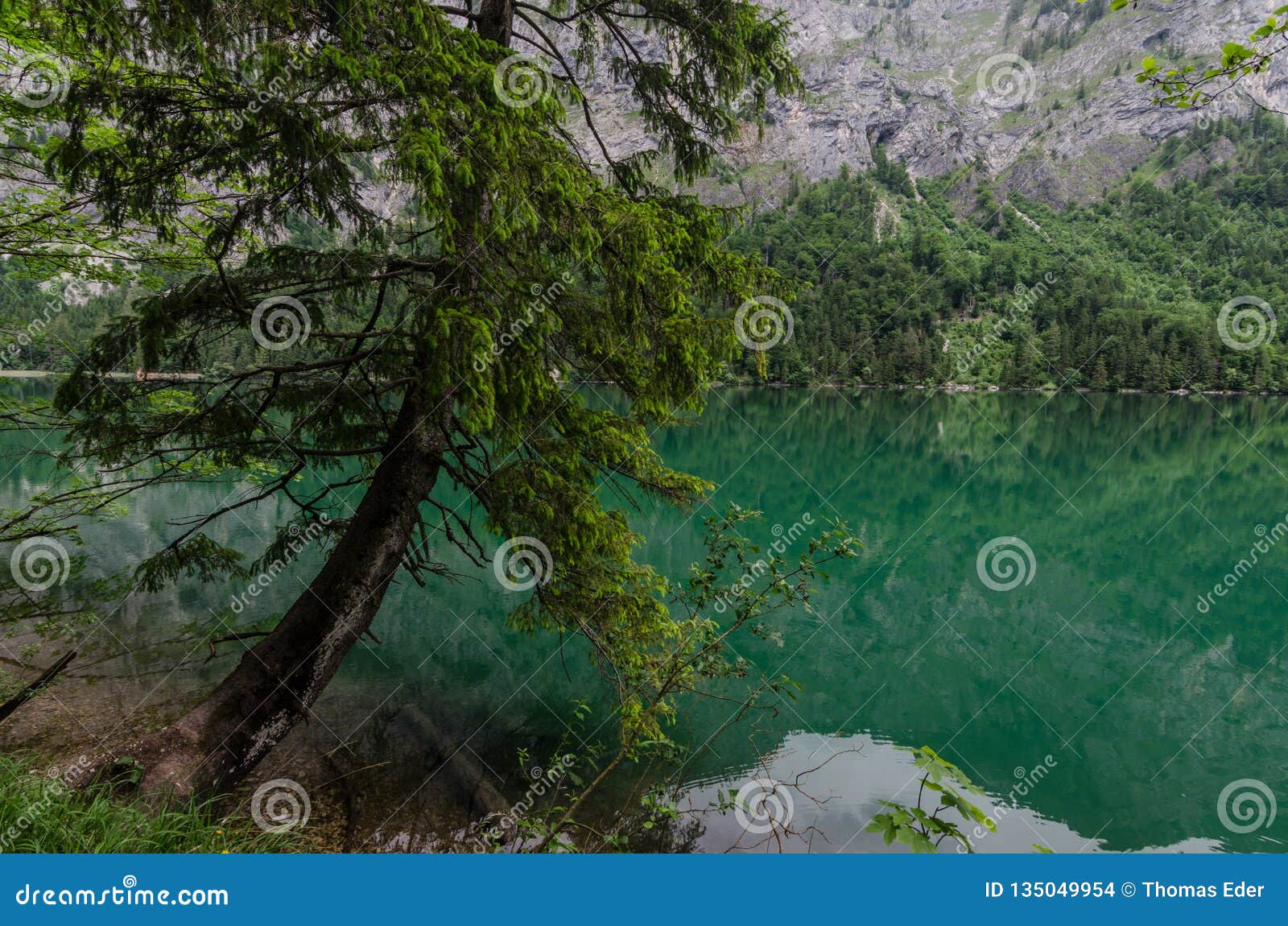 Tree over water stock photo. Image of beauty, hiking - 135049954