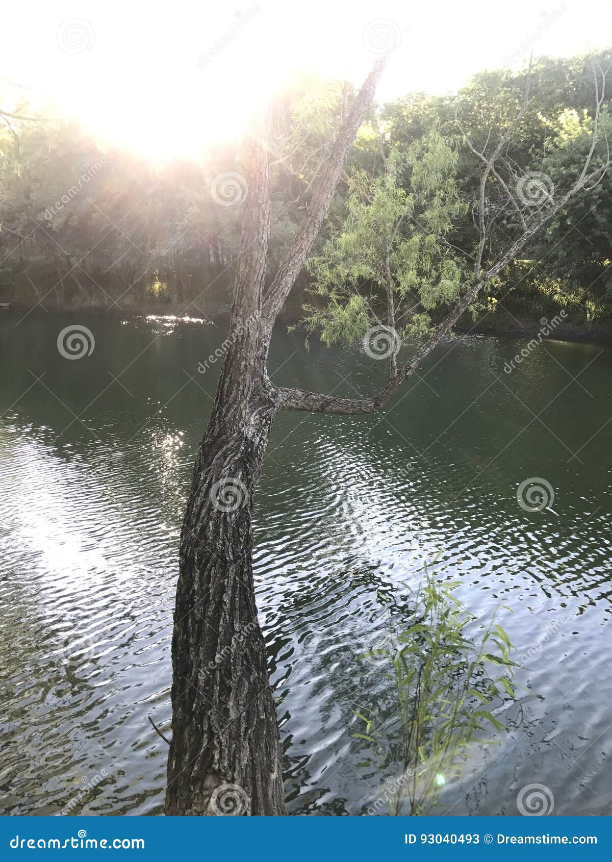 Tree over water stock image. Image of water, sunset, nature - 93040493