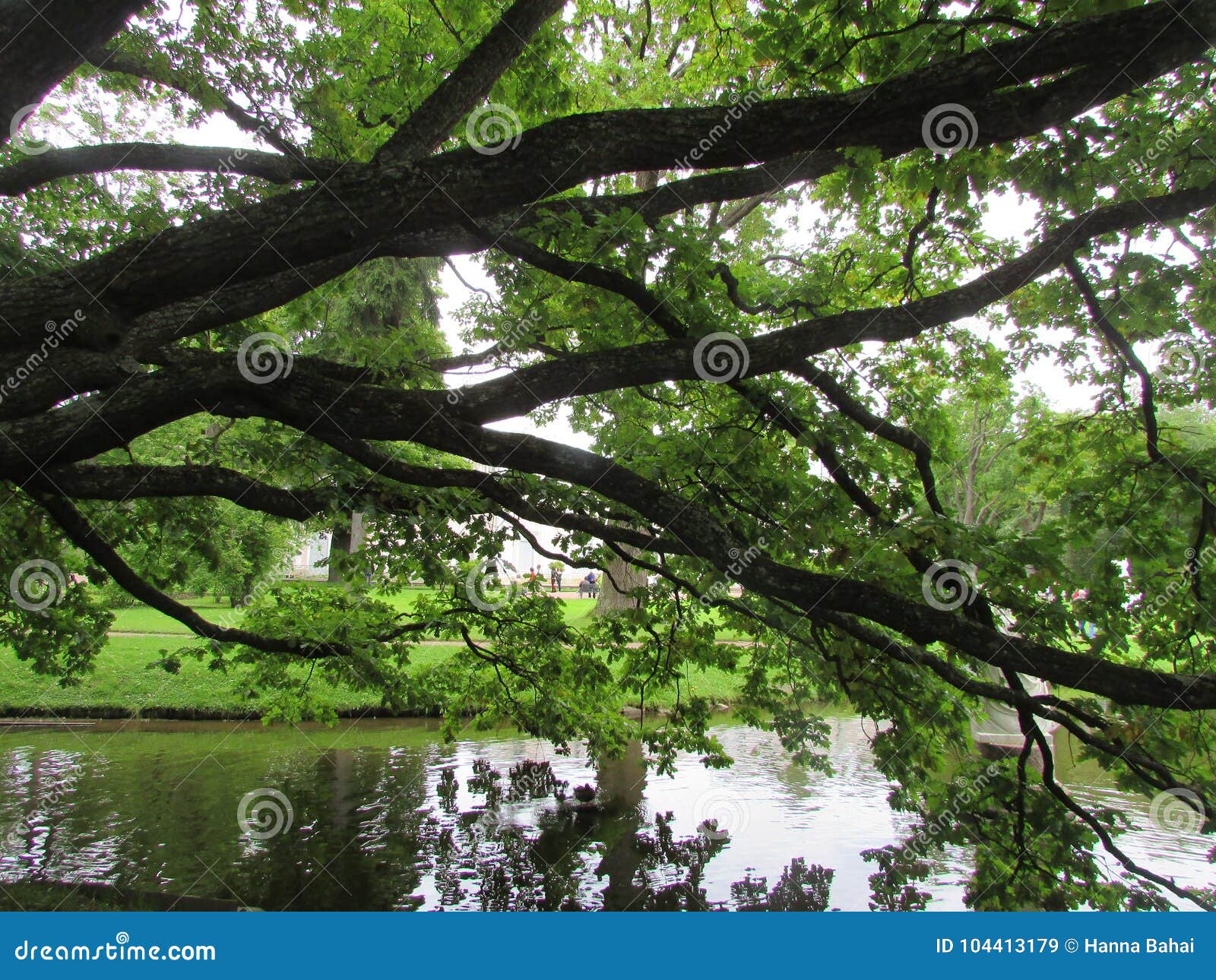 Tree over the water stock image. Image of tree, leaves - 104413179