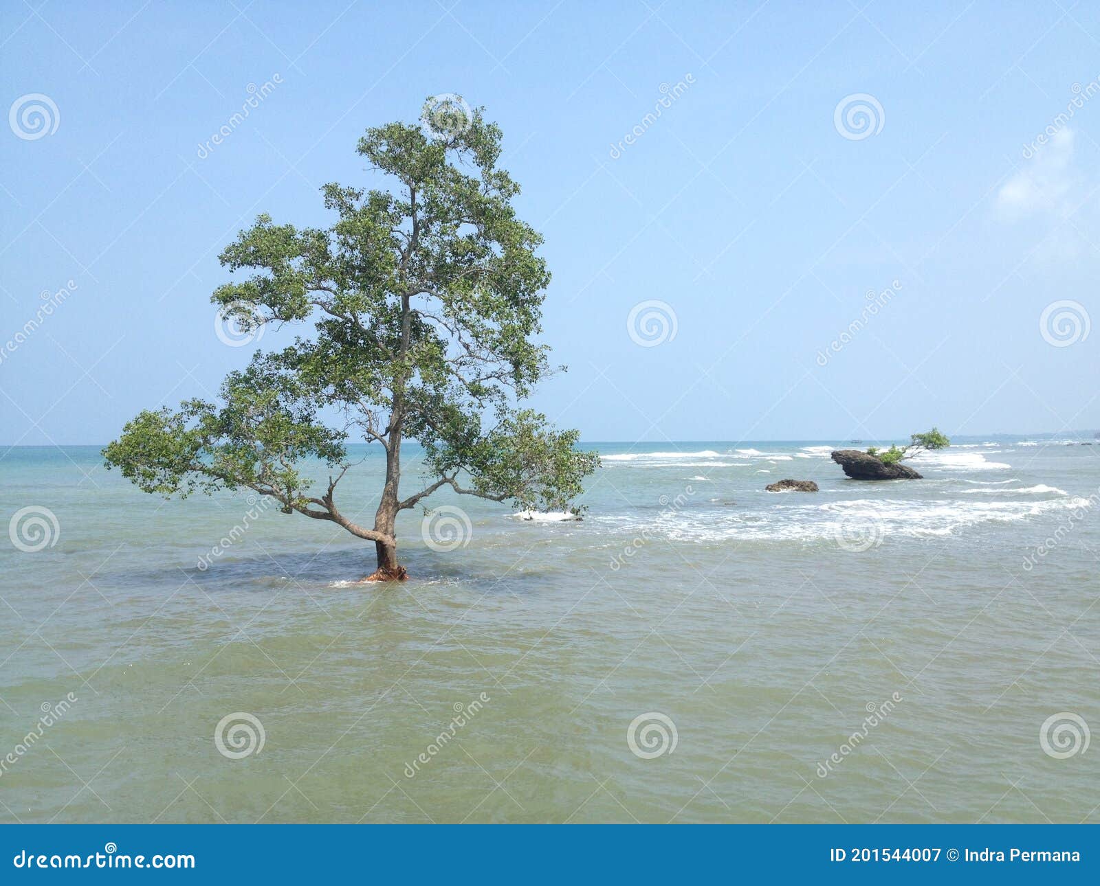 The Tree Over the Water stock image. Image of ocean - 201544007