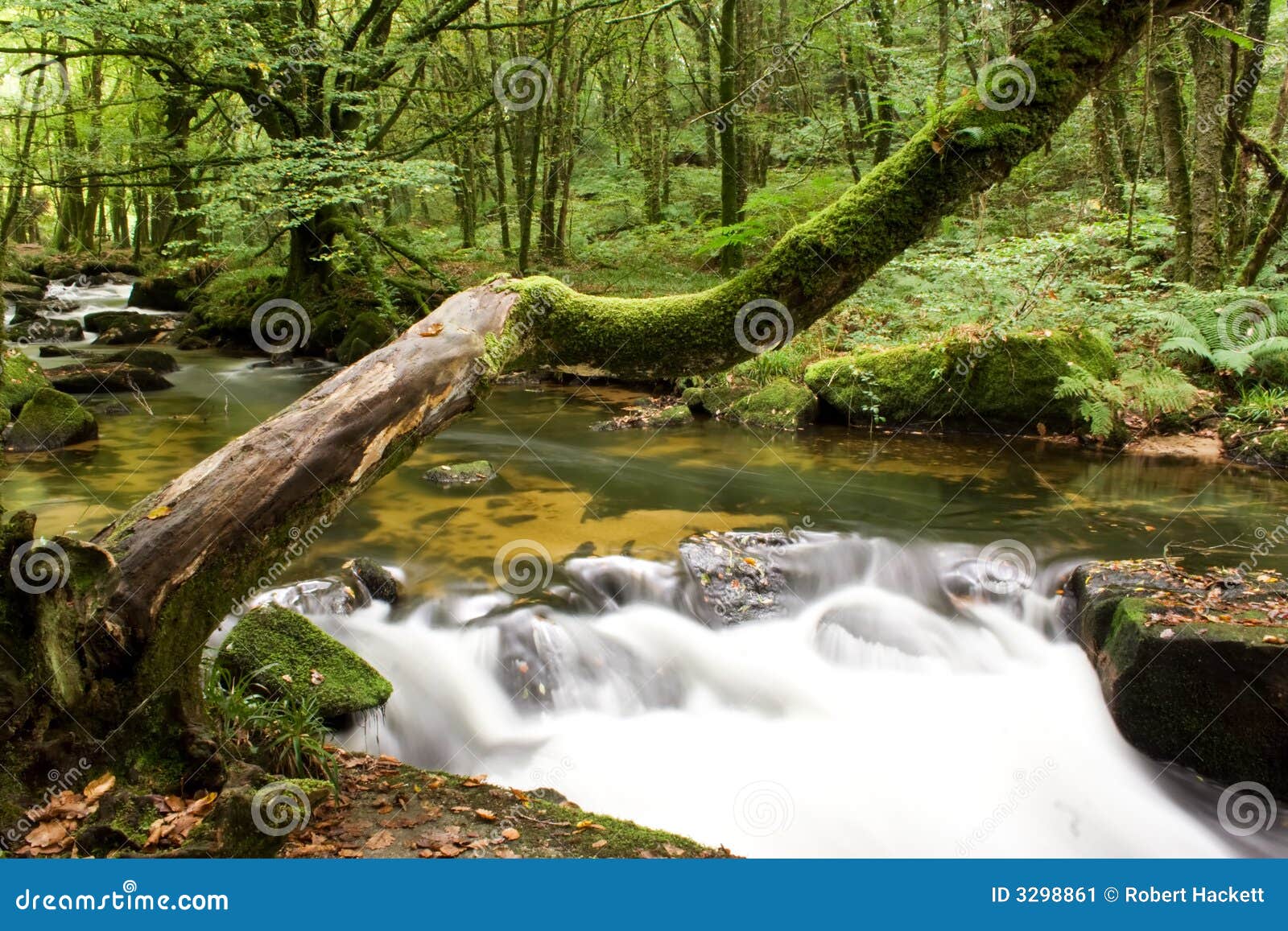 Tree over waterfall stock image. Image of leaning, plants - 3298861