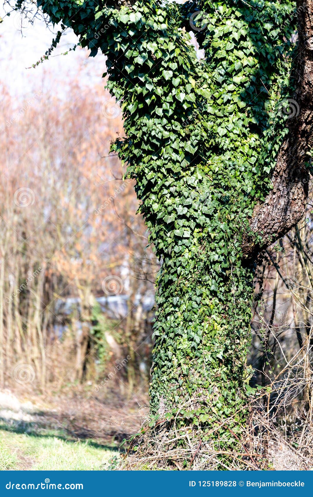 Tree Overgrown with Ivy in Spring Stock Photo - Image of decoration ...