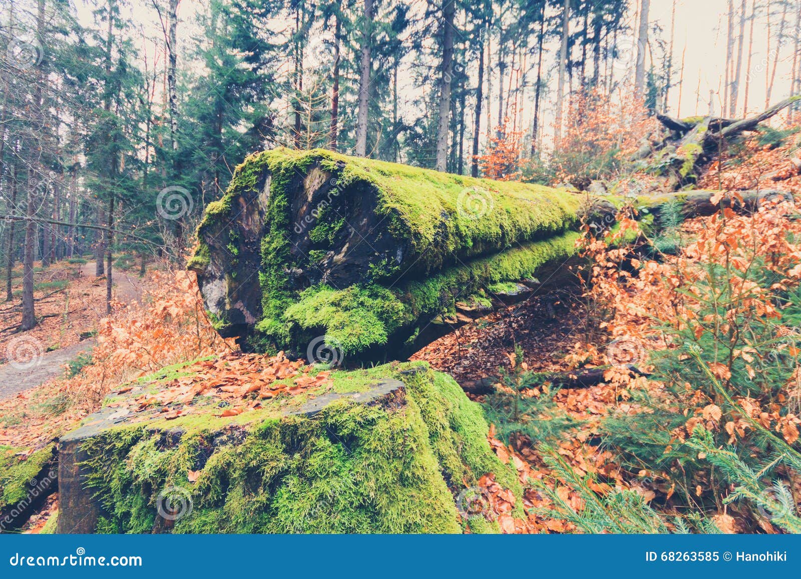 Tree Overgrown with Moss Inside Forest Closeup Stock Image - Image of ...