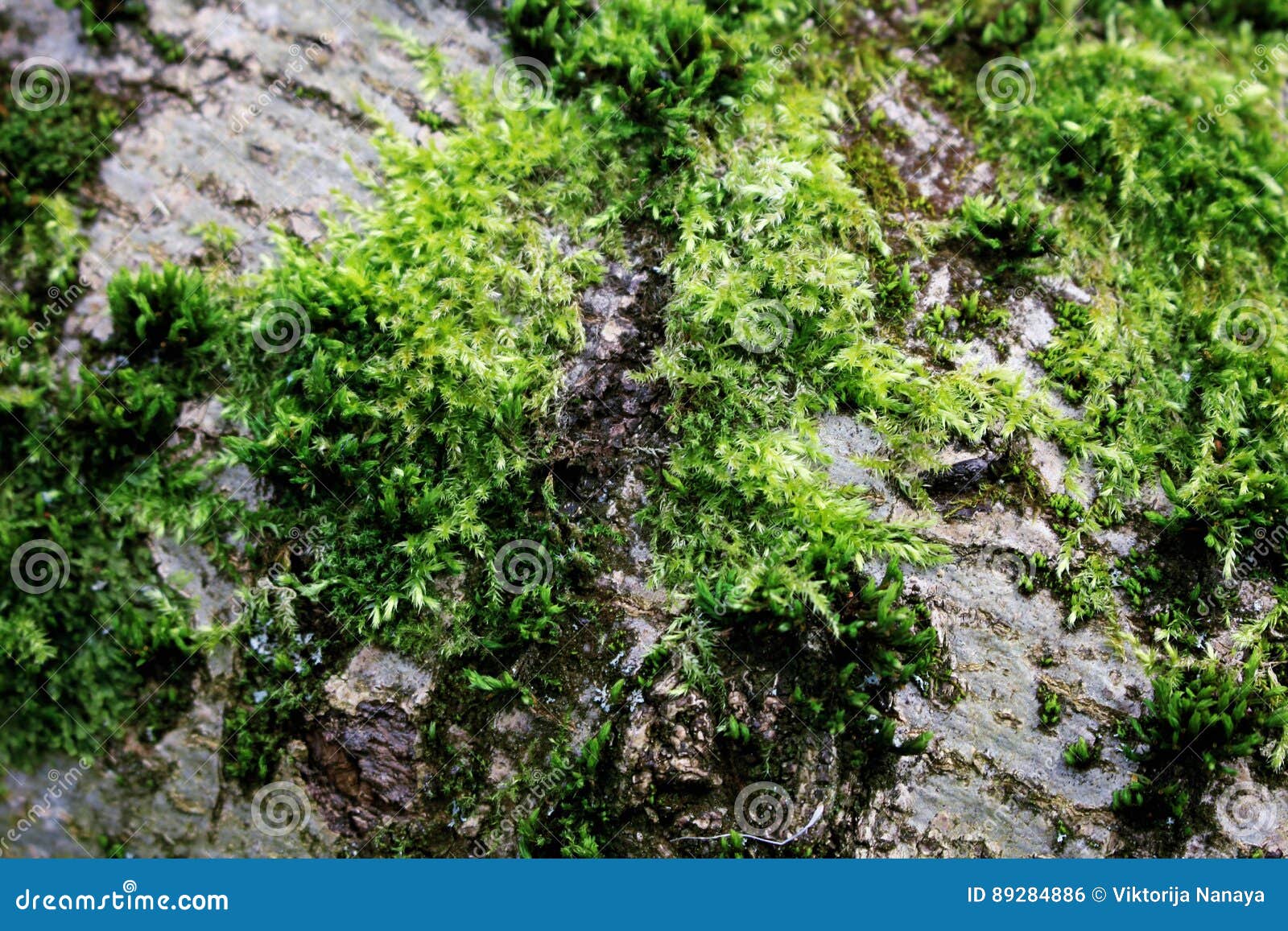 Tree overgrown with moss stock photo. Image of tree, reflection - 89284886