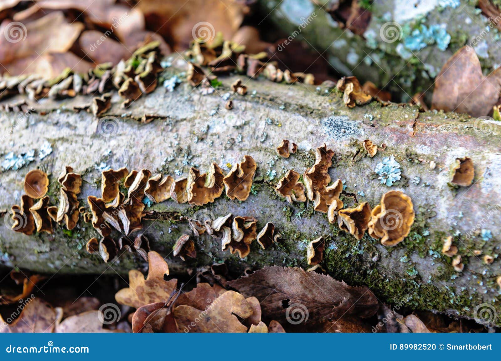 Detail Of Moss Leaf (Plagiomnium Affine) Royalty-Free Stock Photography ... Detail Of Moss Leaf (Plagiomnium Affine) Royalty-Free Stock Photography ...