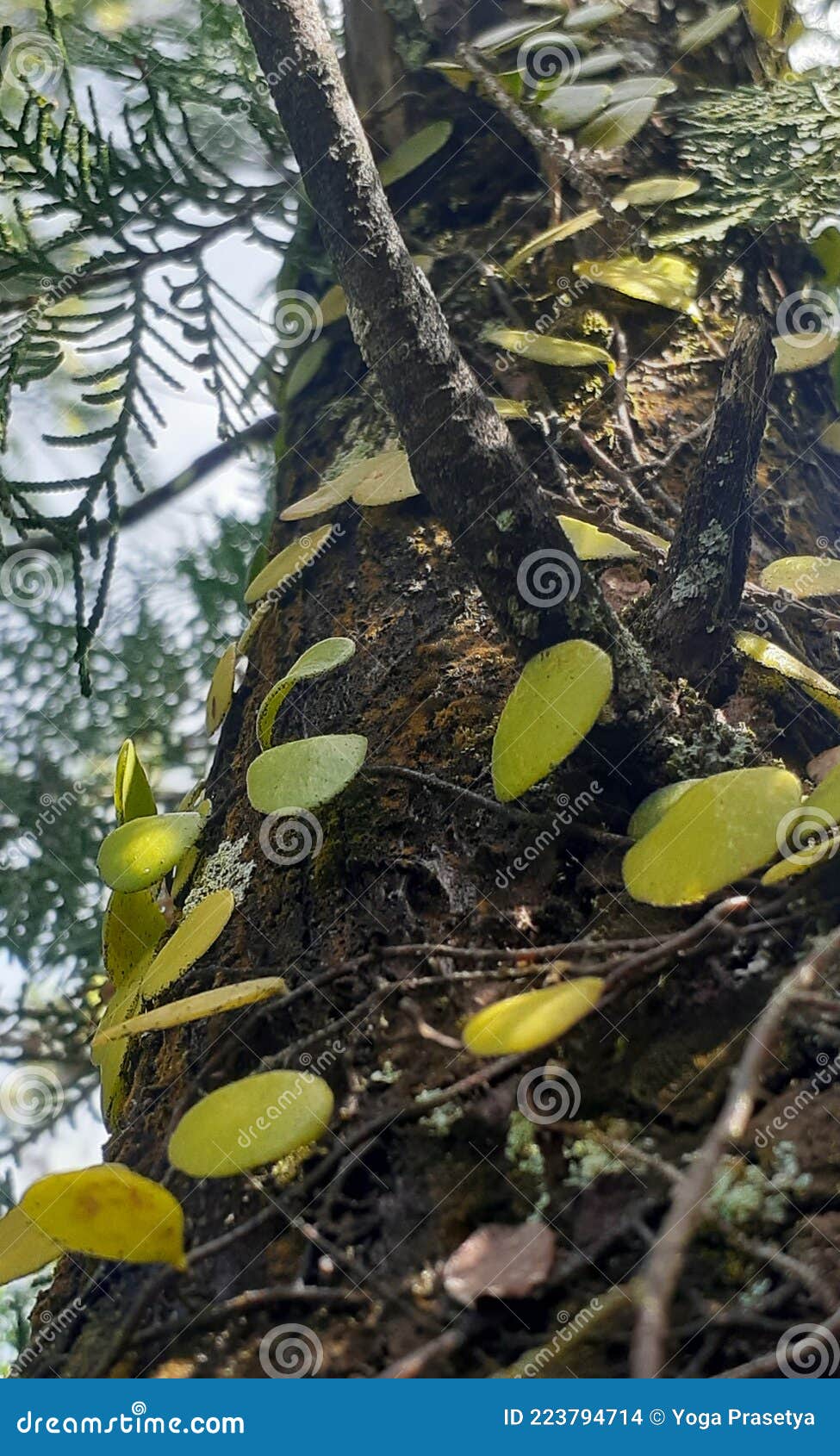 A Tree Overgrown with Parasitic Plants Stock Photo - Image of parasitic ...