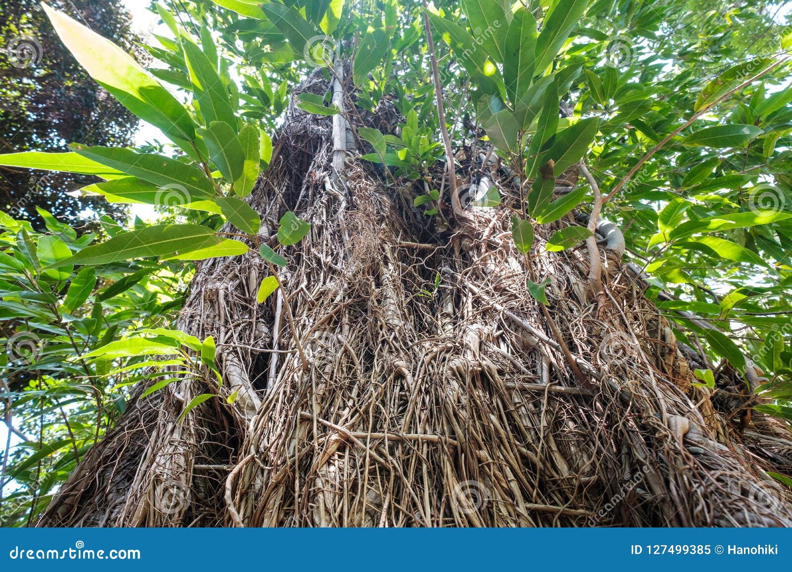 Tree Overgrown by Roots from Shrub Coussapoa Microcarp Stock Image ...