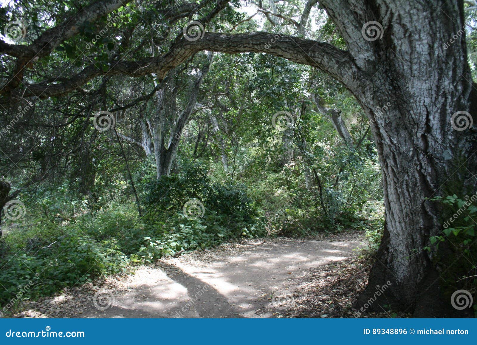 Tree overhang stock photo. Image of brush, branches, overhang - 89348896