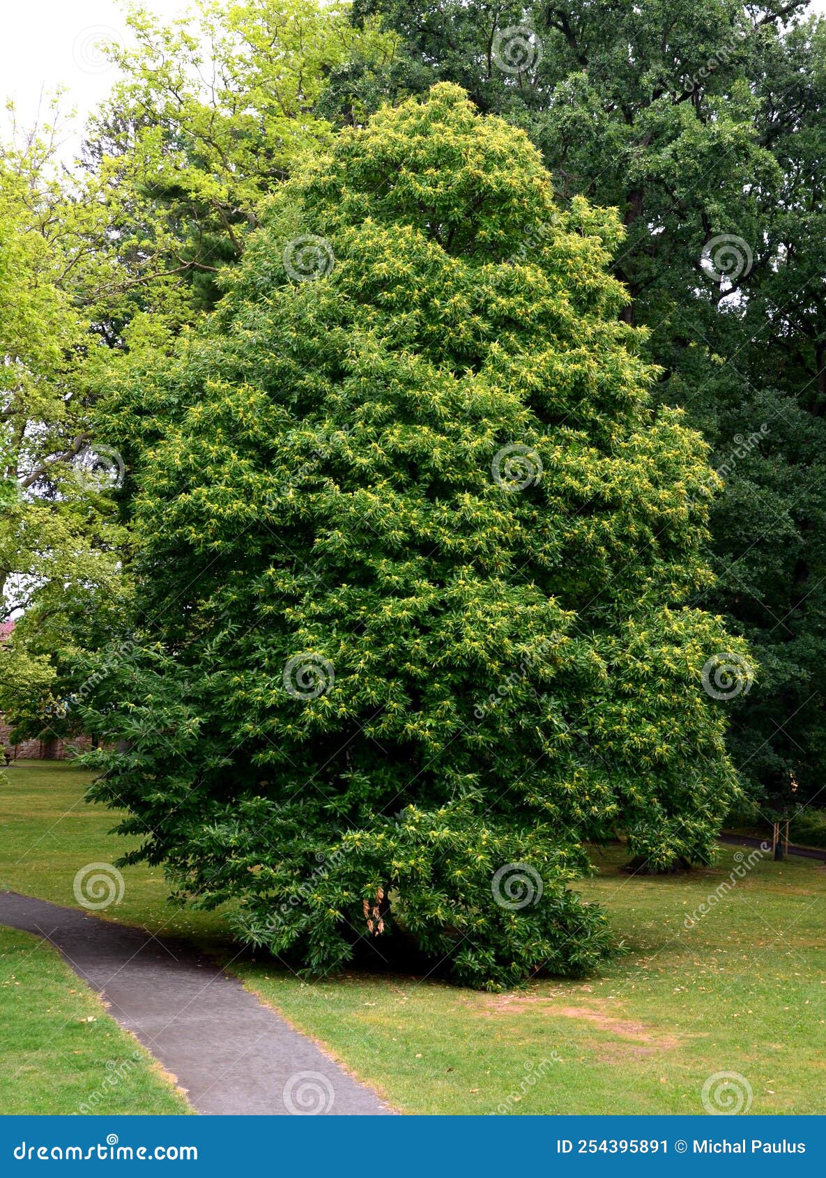It is a Tree with Overhanging Branches, Stock Image - Image of edible ...