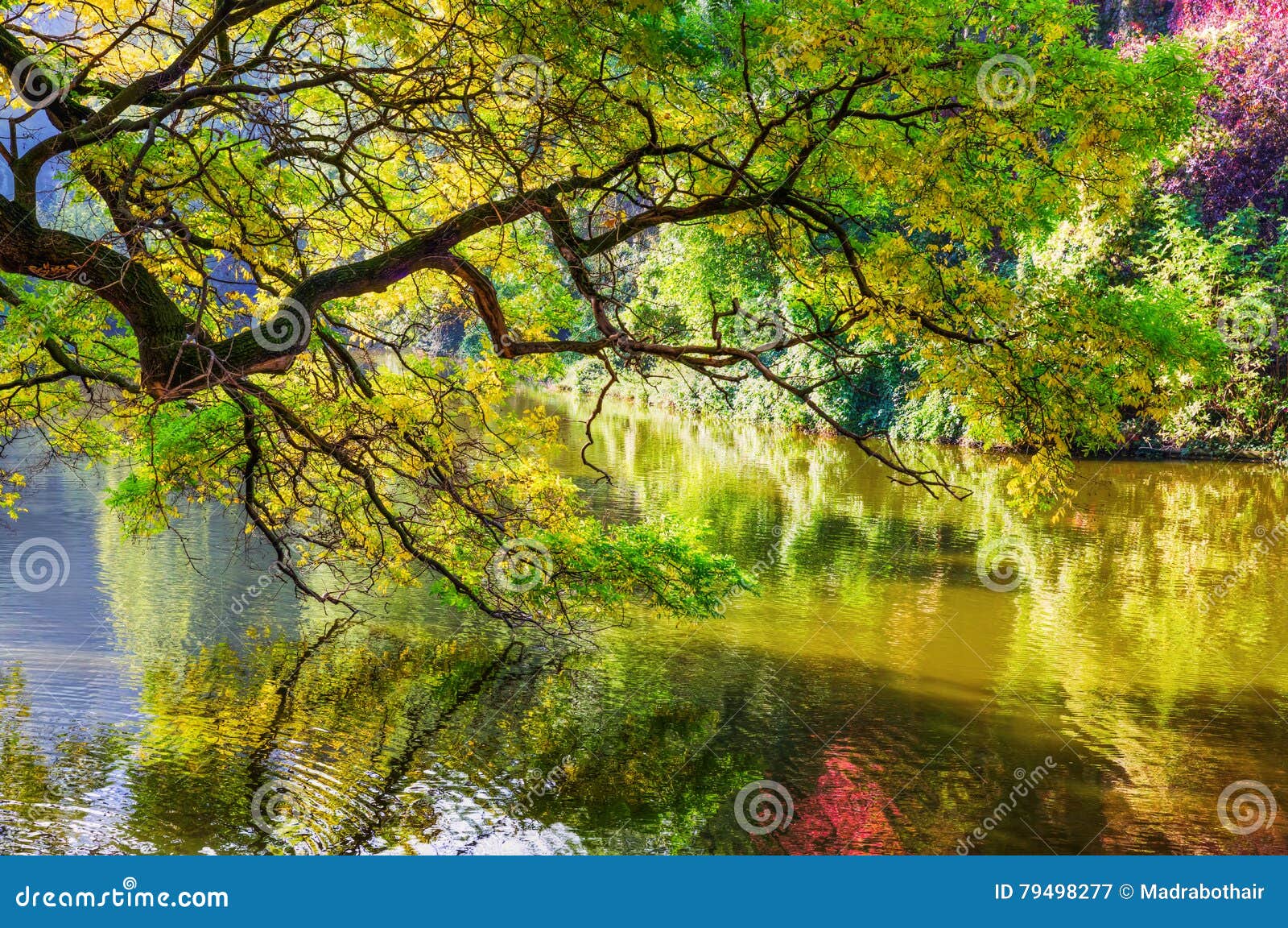 Tree overhanging a lake stock image. Image of branch - 79498277