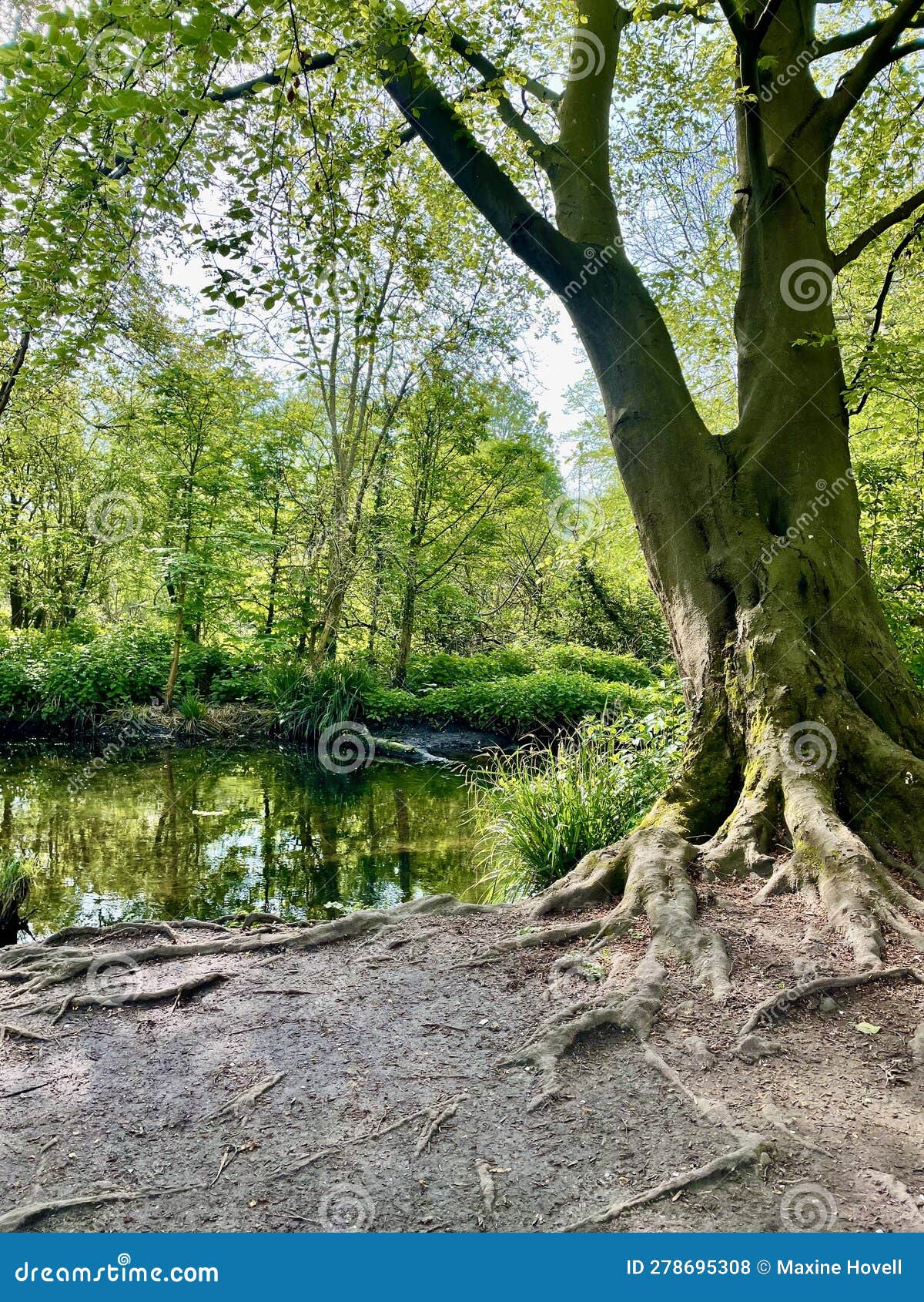 Tree overhanging a river stock photo. Image of deciduous - 278695308